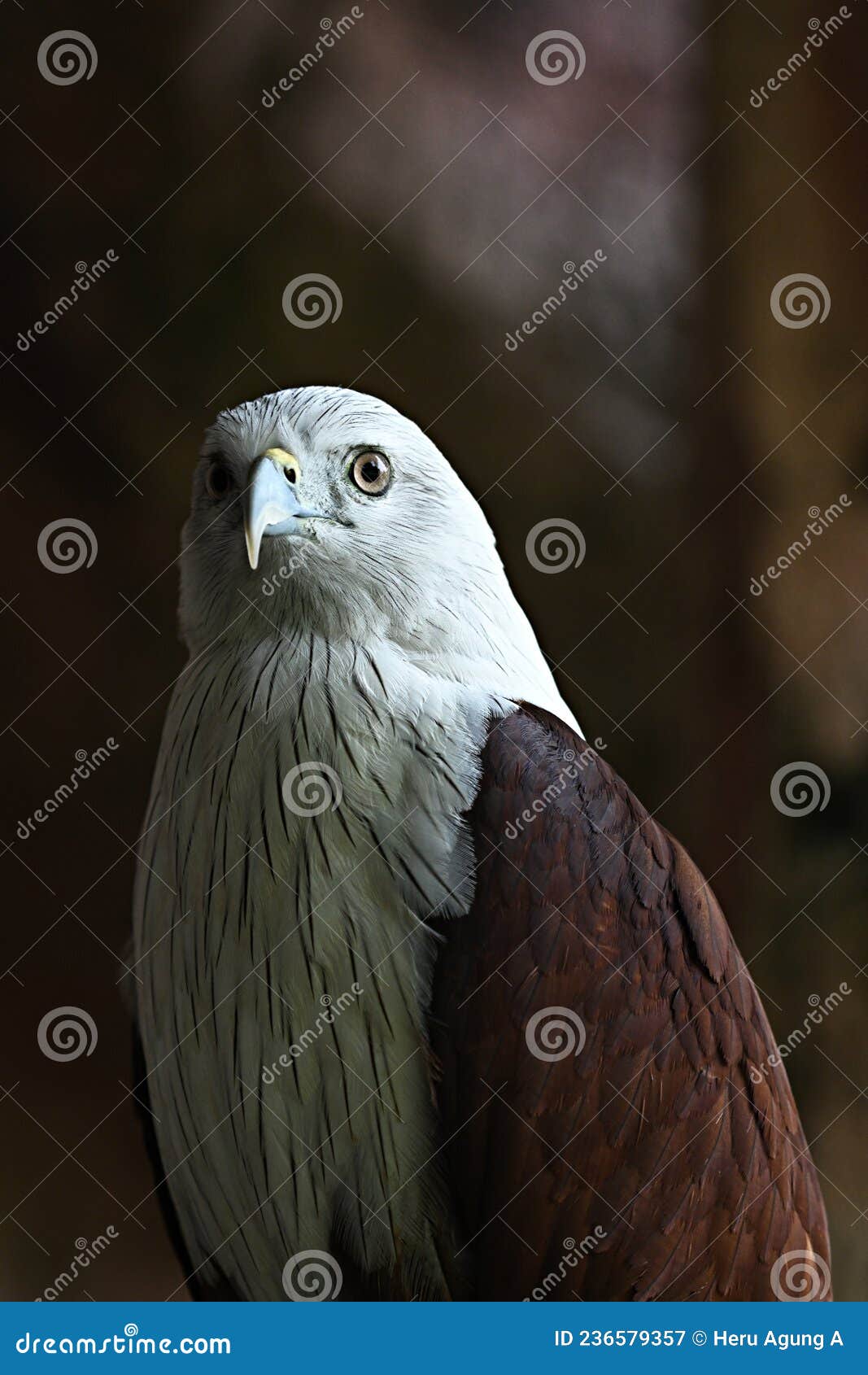 The Sharp Gaze of the Eagle S Eyes Stock Image - Image of eyes, flight ...