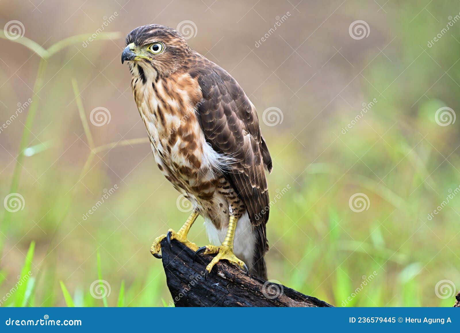 The Sharp Gaze of the Eagle S Eyes Stock Image - Image of like ...