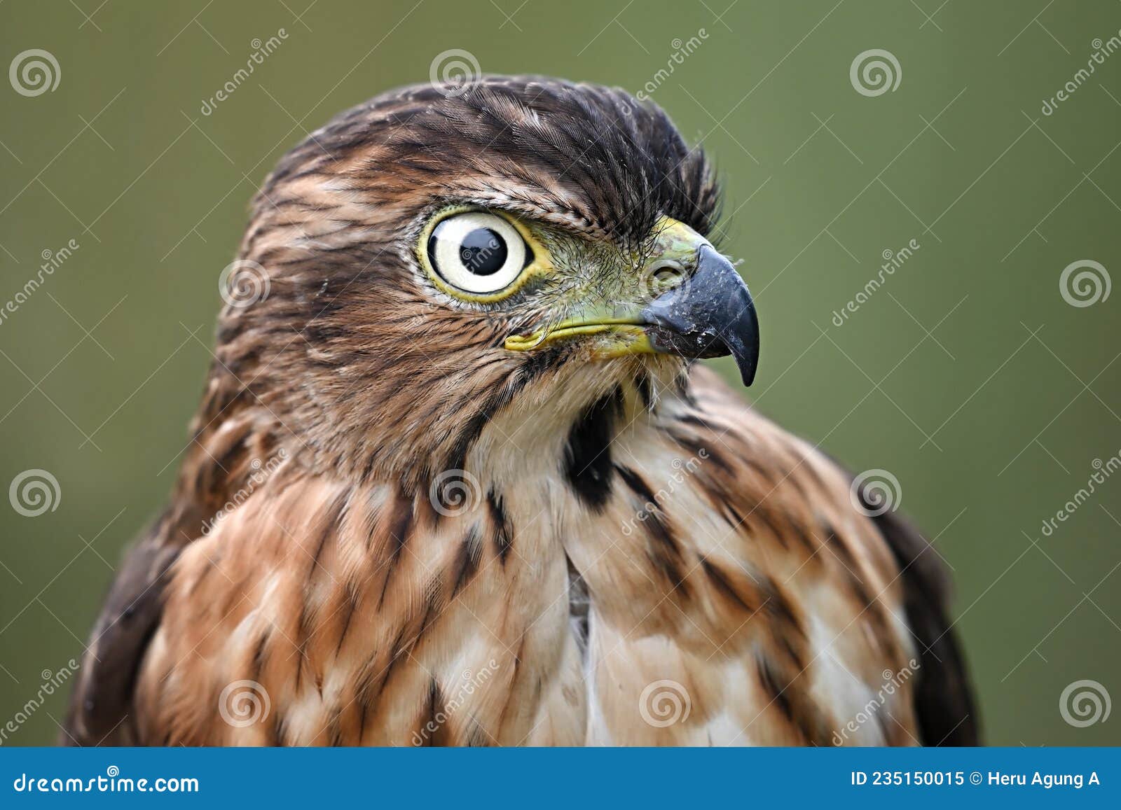 The Sharp Gaze of the Eagle Stock Image - Image of birdwatching ...