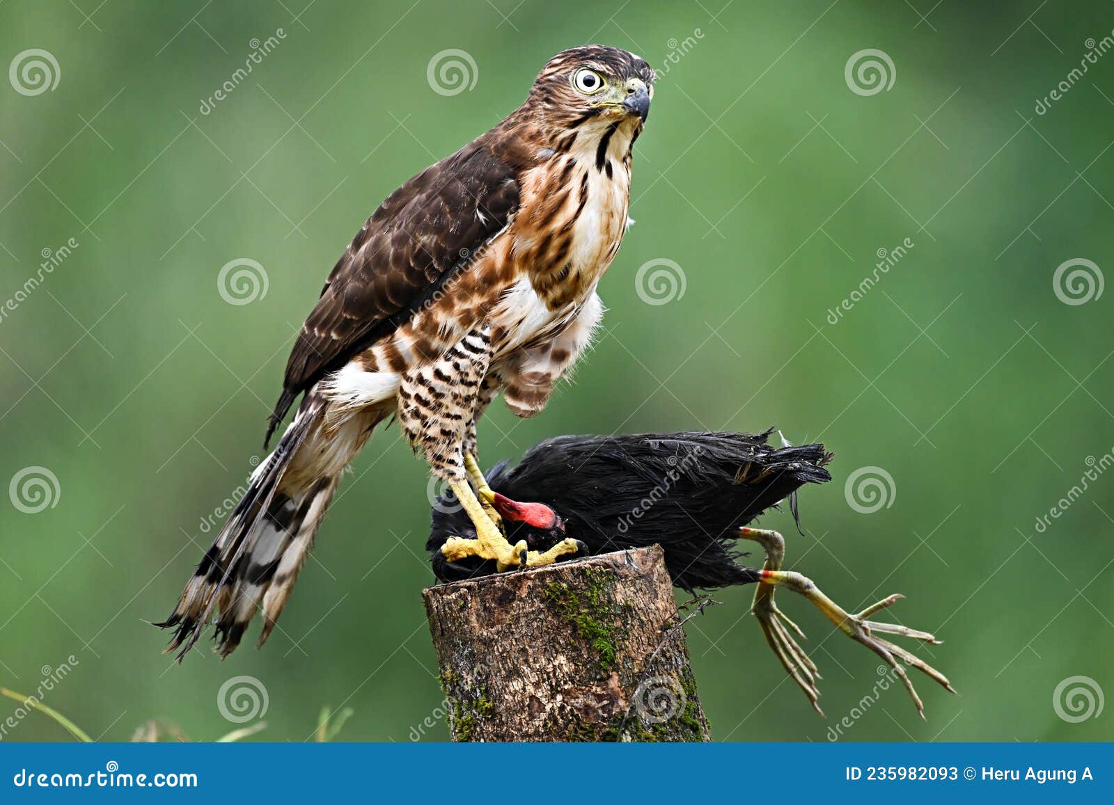 The Sharp Gaze of the Eagle Stock Image - Image of birdingphotography ...