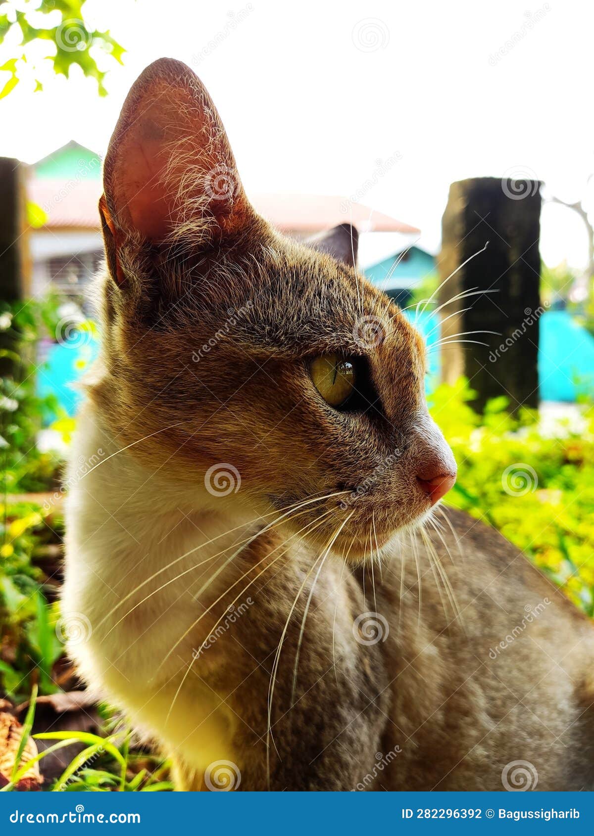 The Sharp Gaze of the Hunter Stalking His Prey. a Very Cute Cat is ...