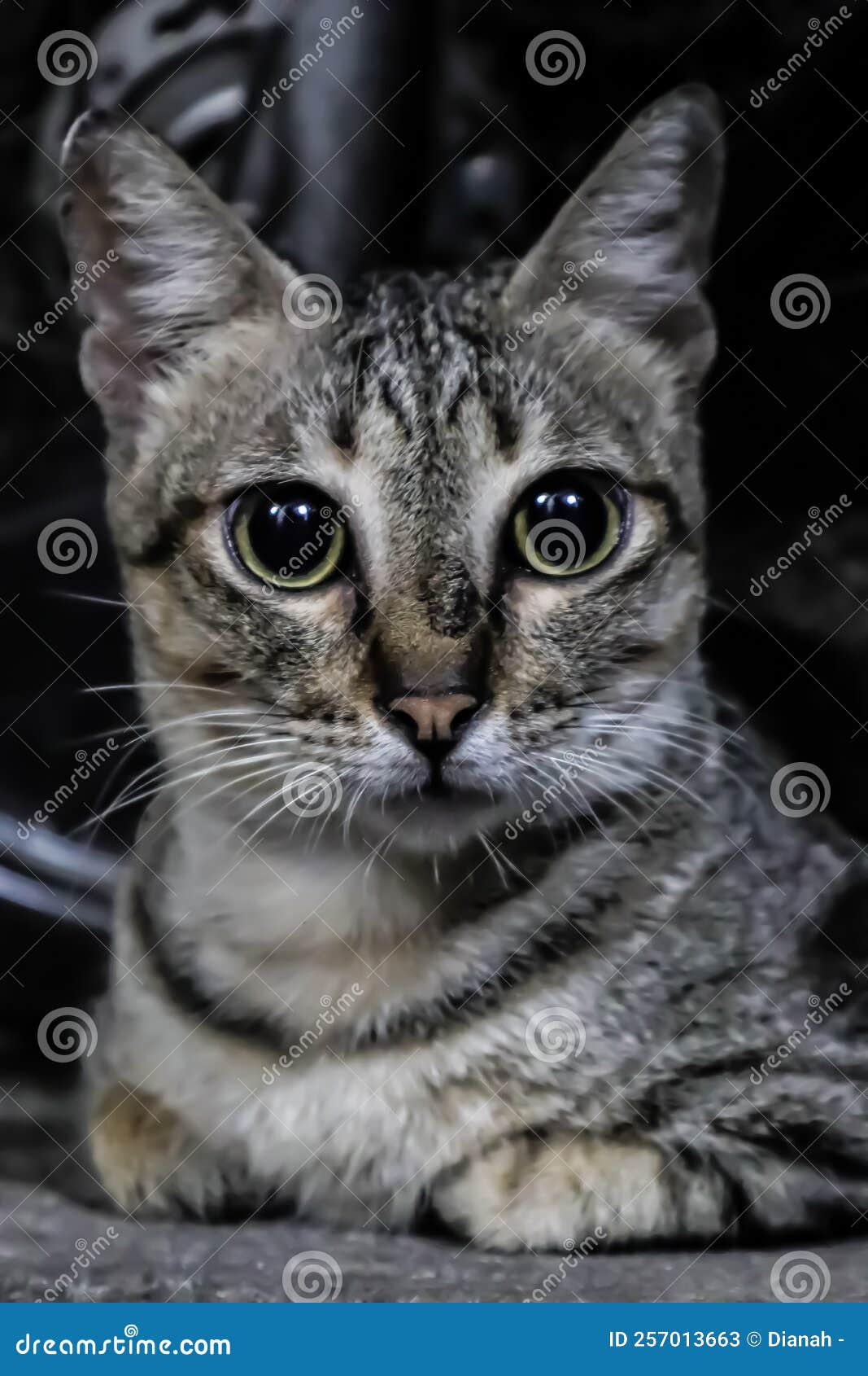 The Sharp Gaze of My Pet Cat Baboon Stock Image - Image of nose ...