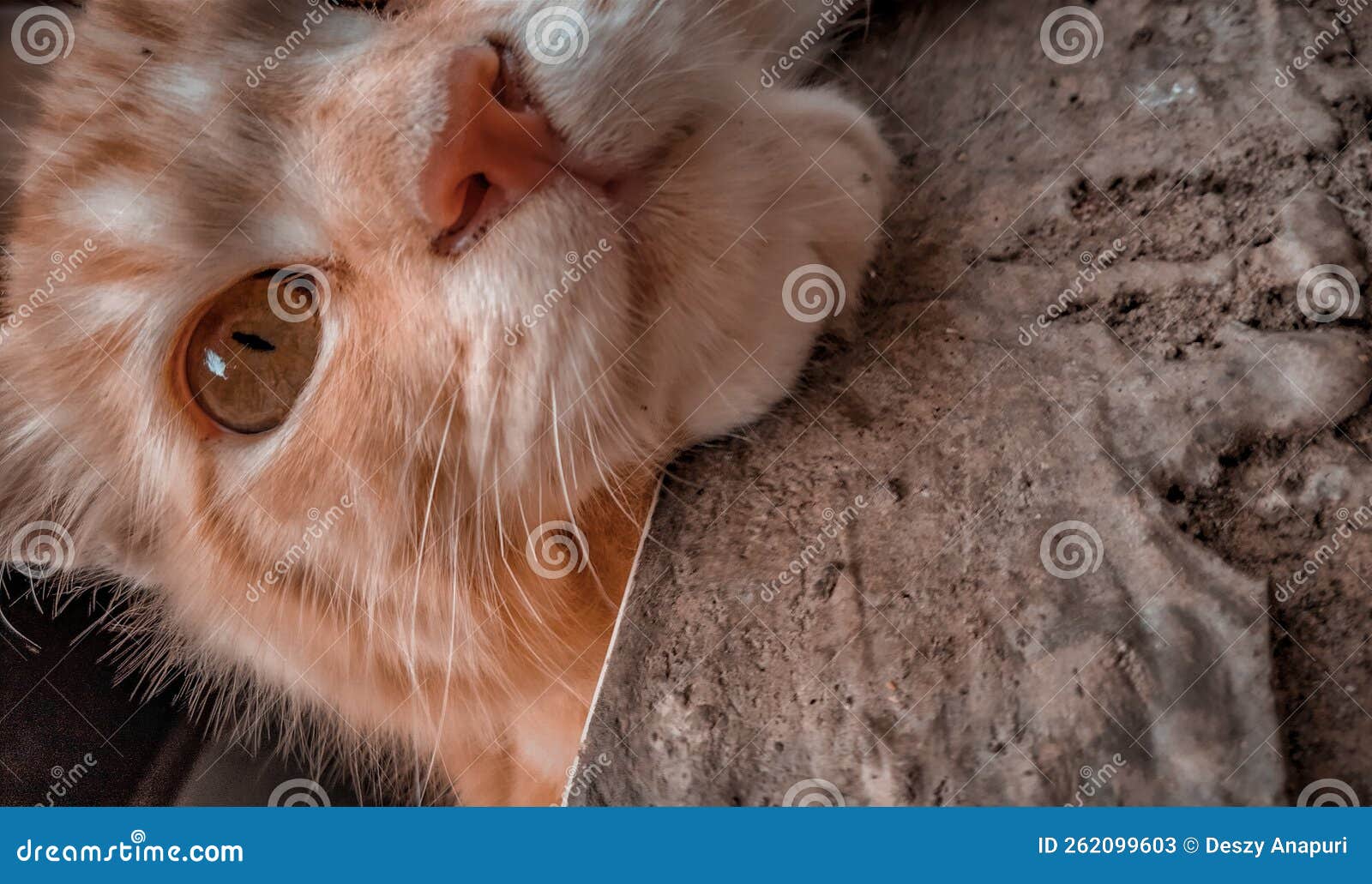 The Sharp Gaze of an Orange Cat Stock Image - Image of gaze, animal ...