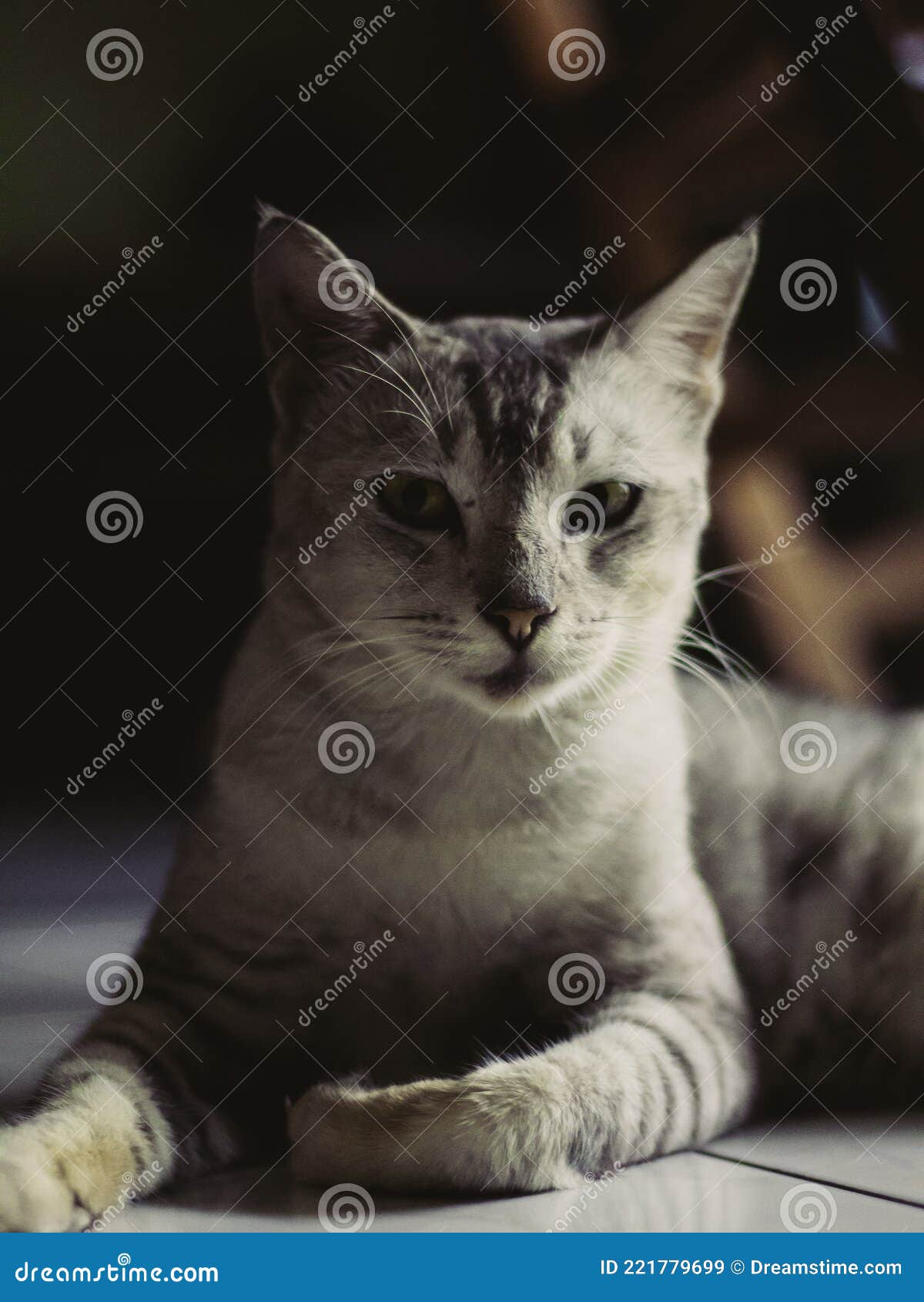 Sharp Gazing Cat stock image. Image of gazing, animal - 221779699