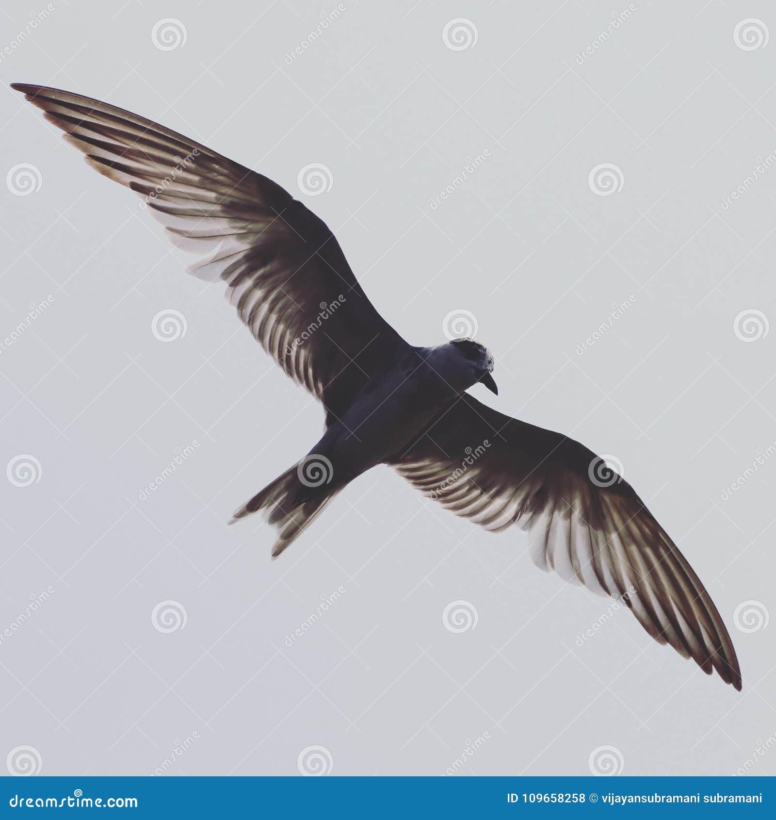 Bird sea gull wing stock photo. Image of flying, sharp - 109658258