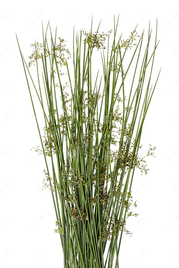 Sharp grass stock image. Image of sharp, plant, blades - 35225643