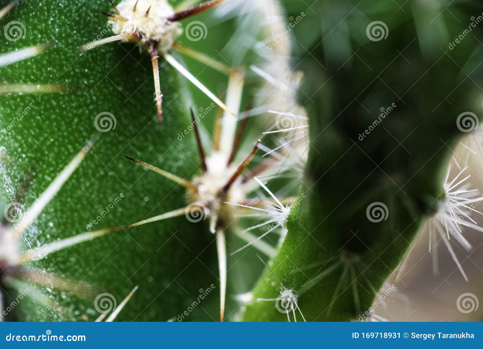 A Sharp Green Cactus Needles Close-up for Backdrop Backdrop Stock Image ...