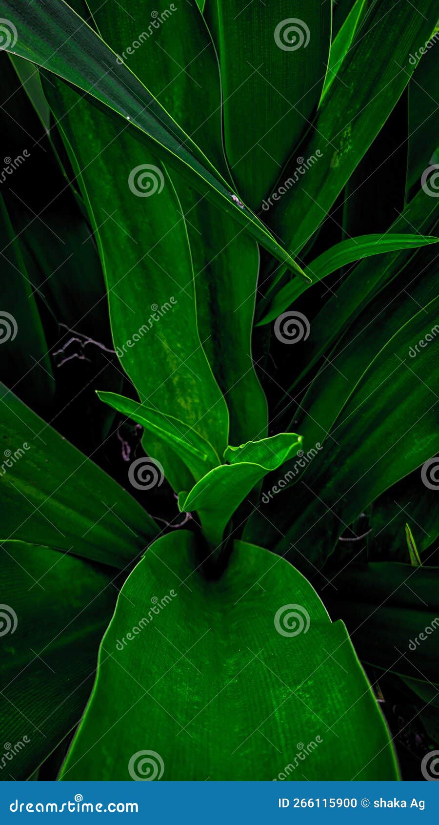 Sharp green leaves stock photo. Image of pointed, shoots - 266115900