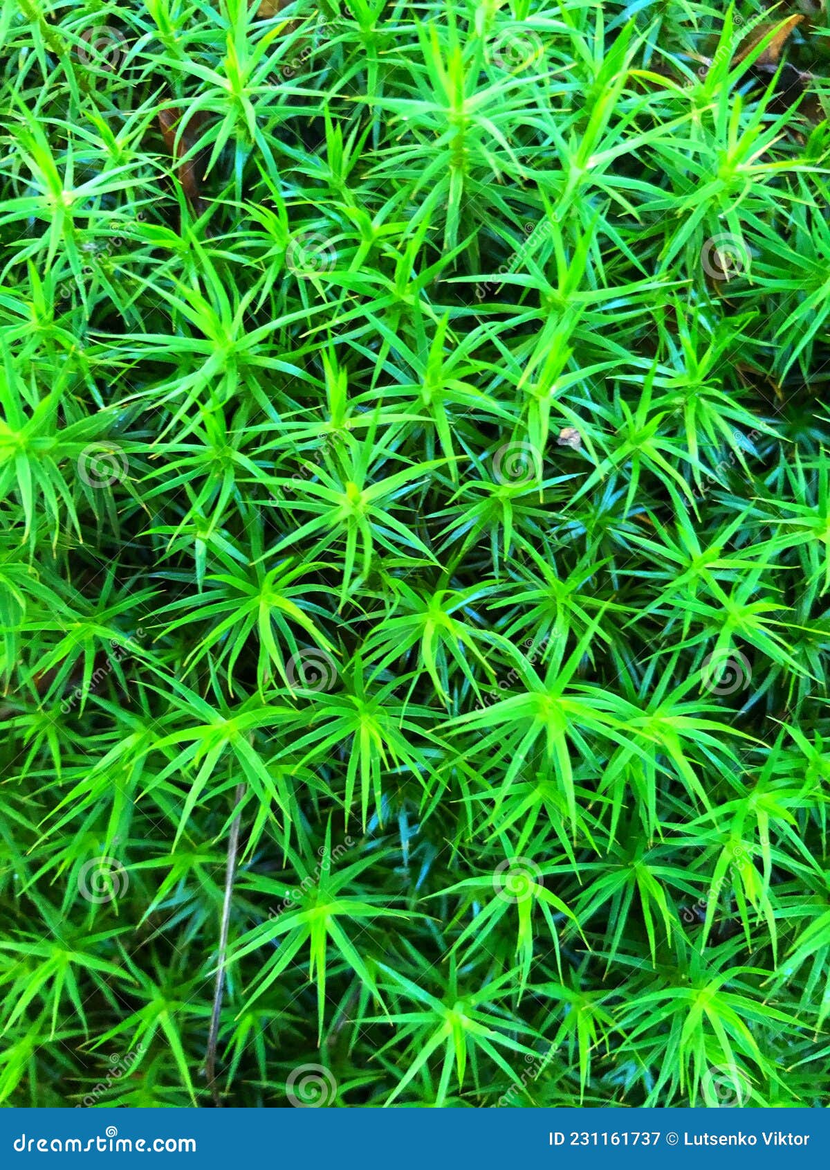 Sharp Green Leaves Isolated Background for Green Foliage Backdrop Stock ...