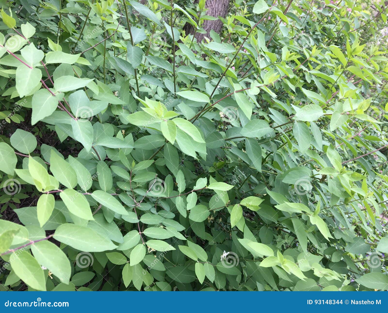 Sharp green leaves stock photo. Image of sharp, trunk - 93148344