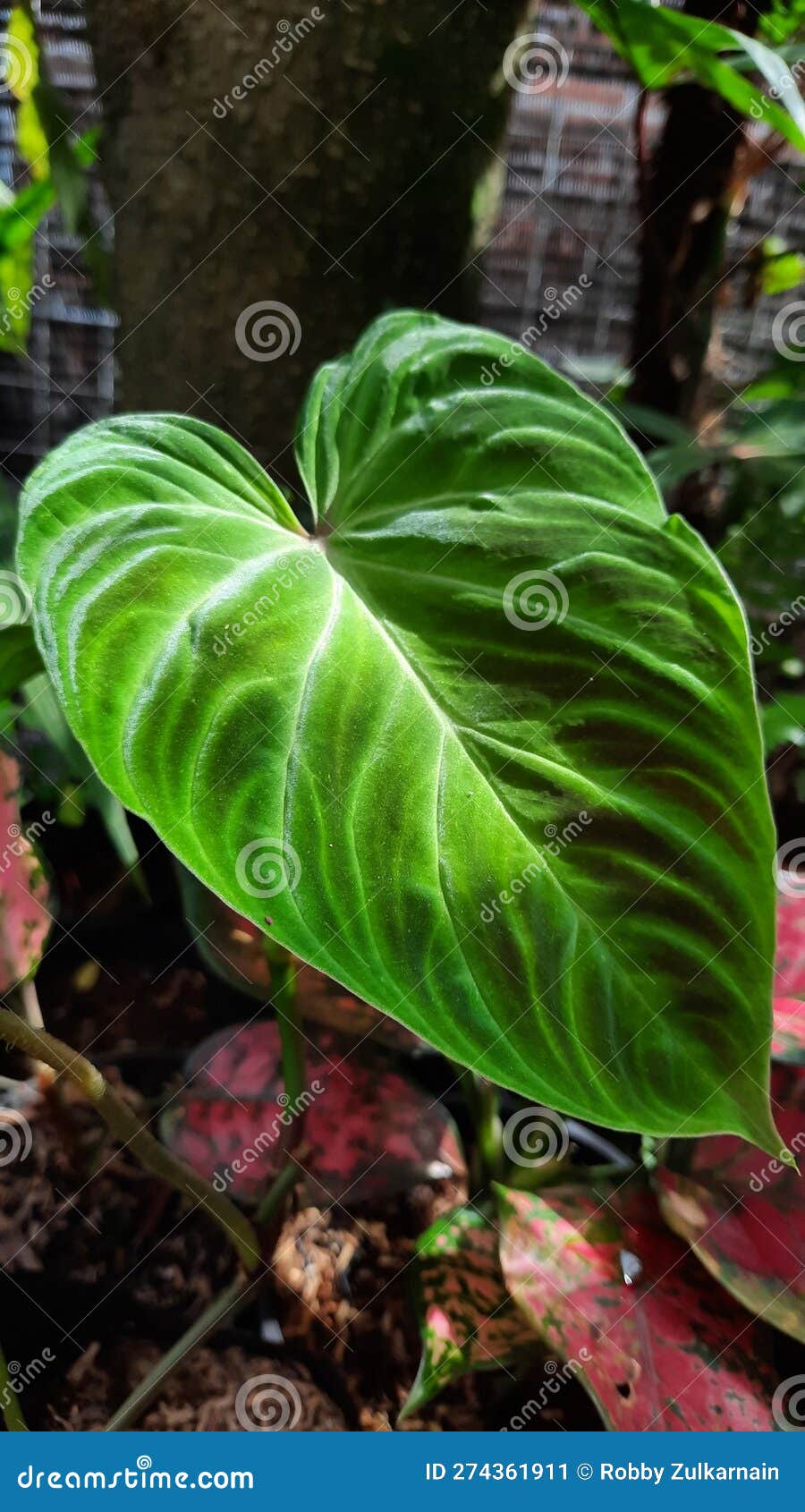 Sharp Green, these Leaves are Very Elegant Stock Image - Image of soil ...