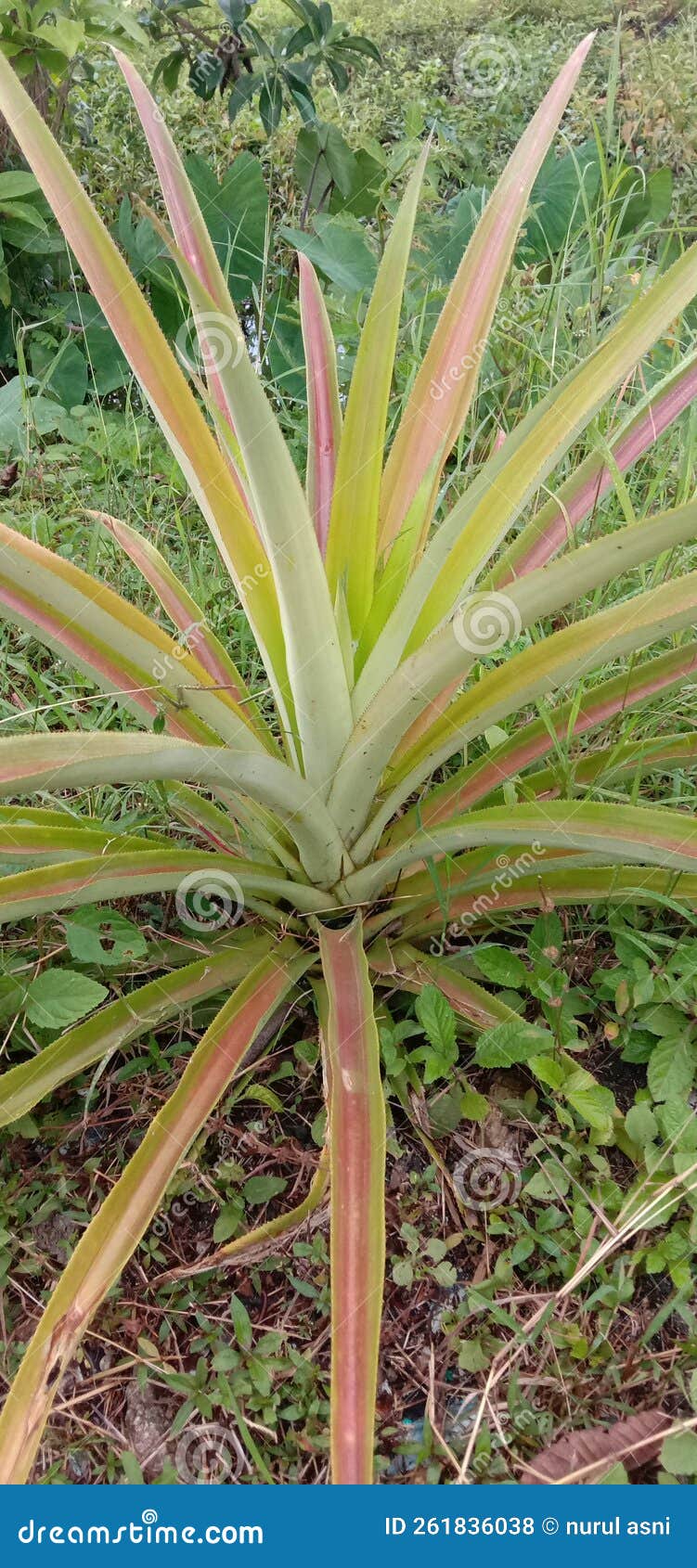 The Sharp Green Pineapple Tree Has Pink Hues Stock Photo - Image of ...