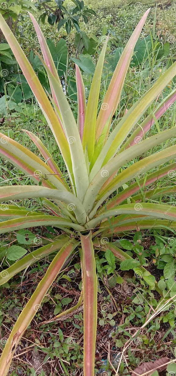 The Sharp Green Pineapple Tree Has Pink Hues Stock Photo - Image of ...