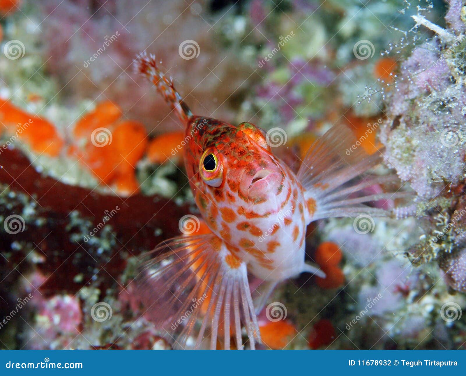 Sharp-headed hawkfish stock photo. Image of ocean, oxycephalus - 11678932