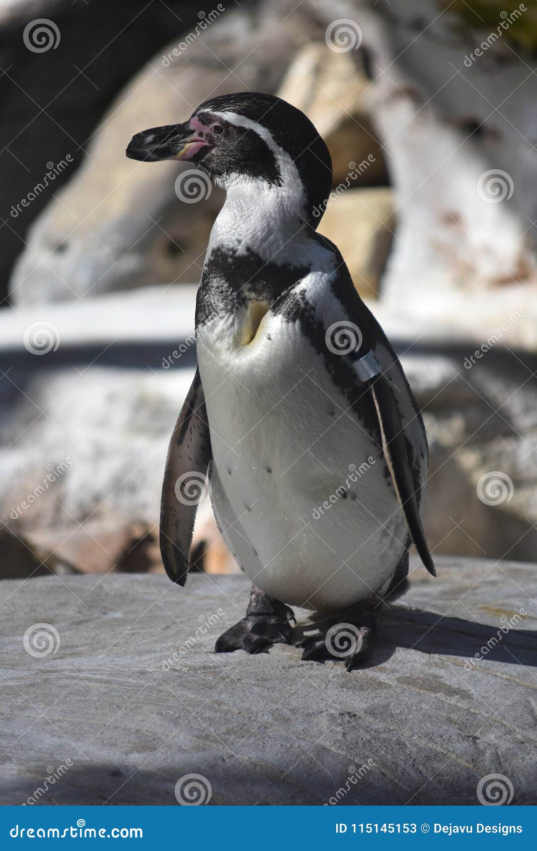 Sharp Hooked Beak on an American Bald Eagle Stock Image - Image of ...