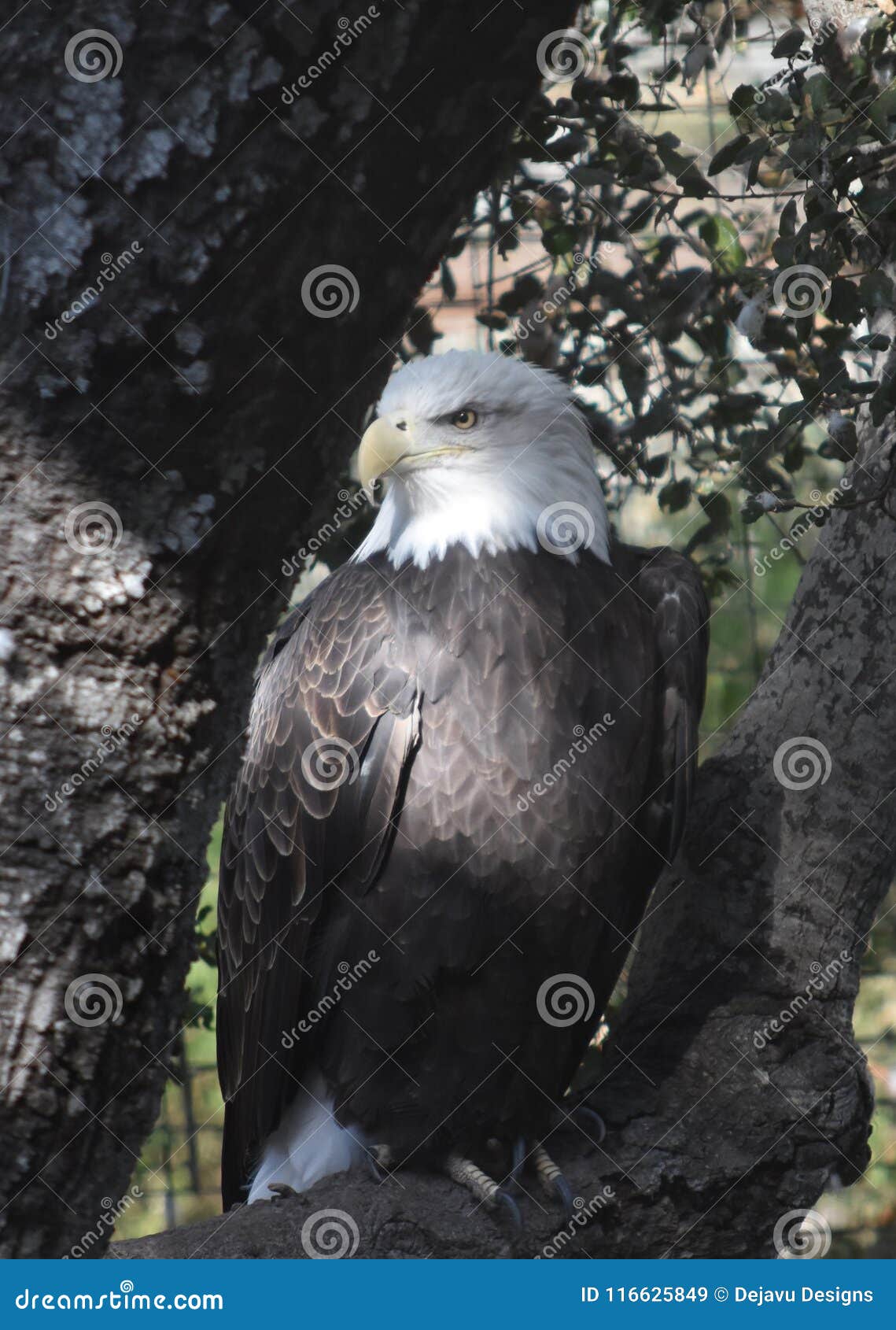 Sharp Hooked Beak on an American Bald Eagle Stock Image - Image of prey ...