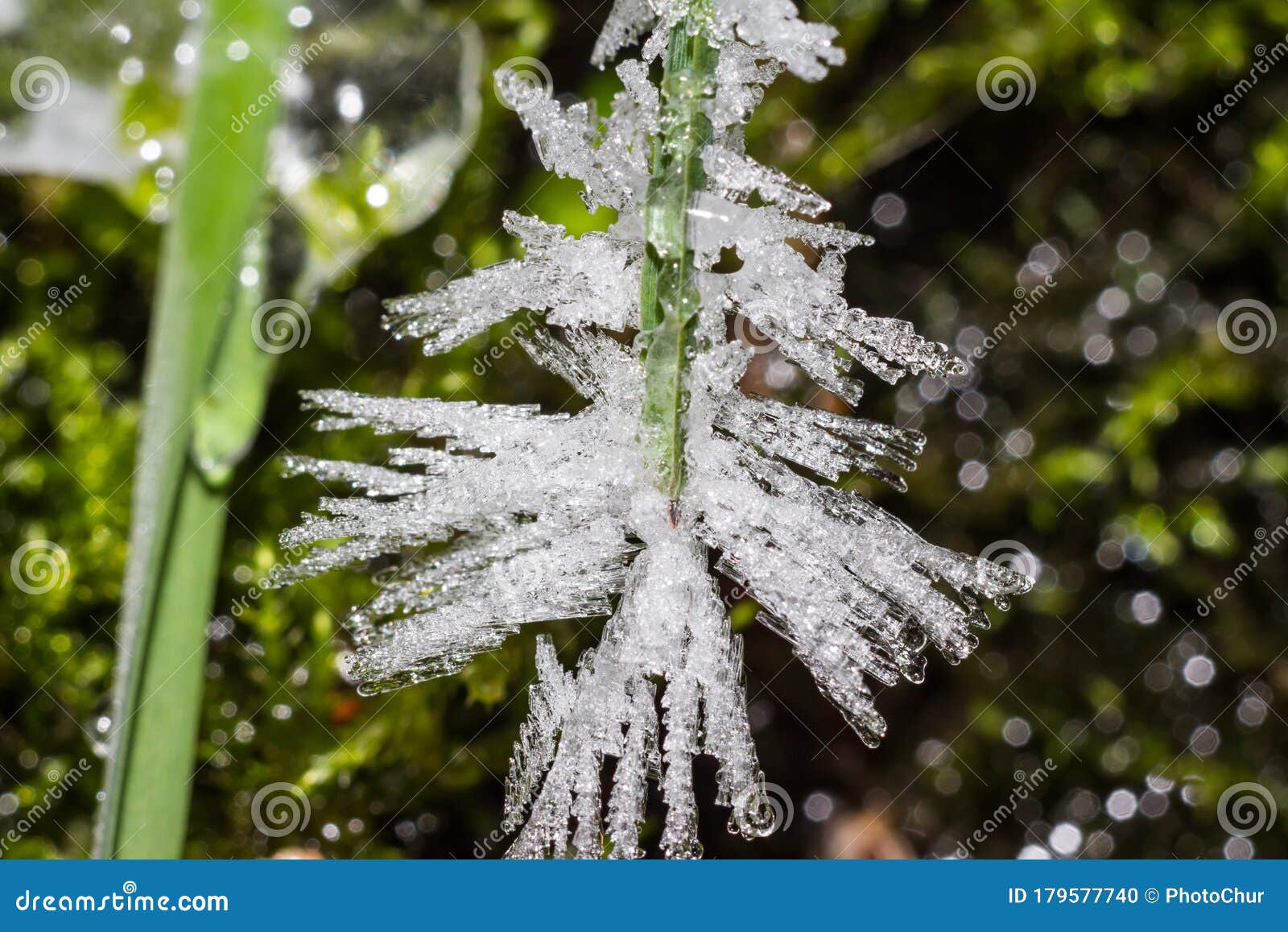 Sharp Ice Growths on Grass and Plants Stock Photo - Image of strong ...