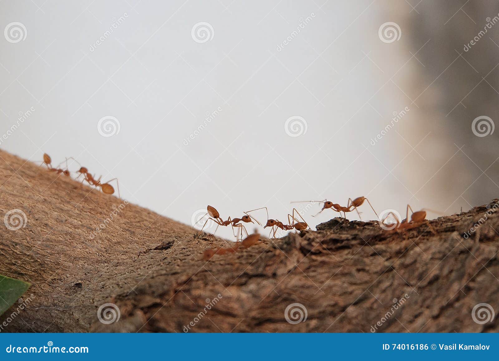 Sharp Image of Orange Ants on the Tree Stock Photo - Image of sharp ...