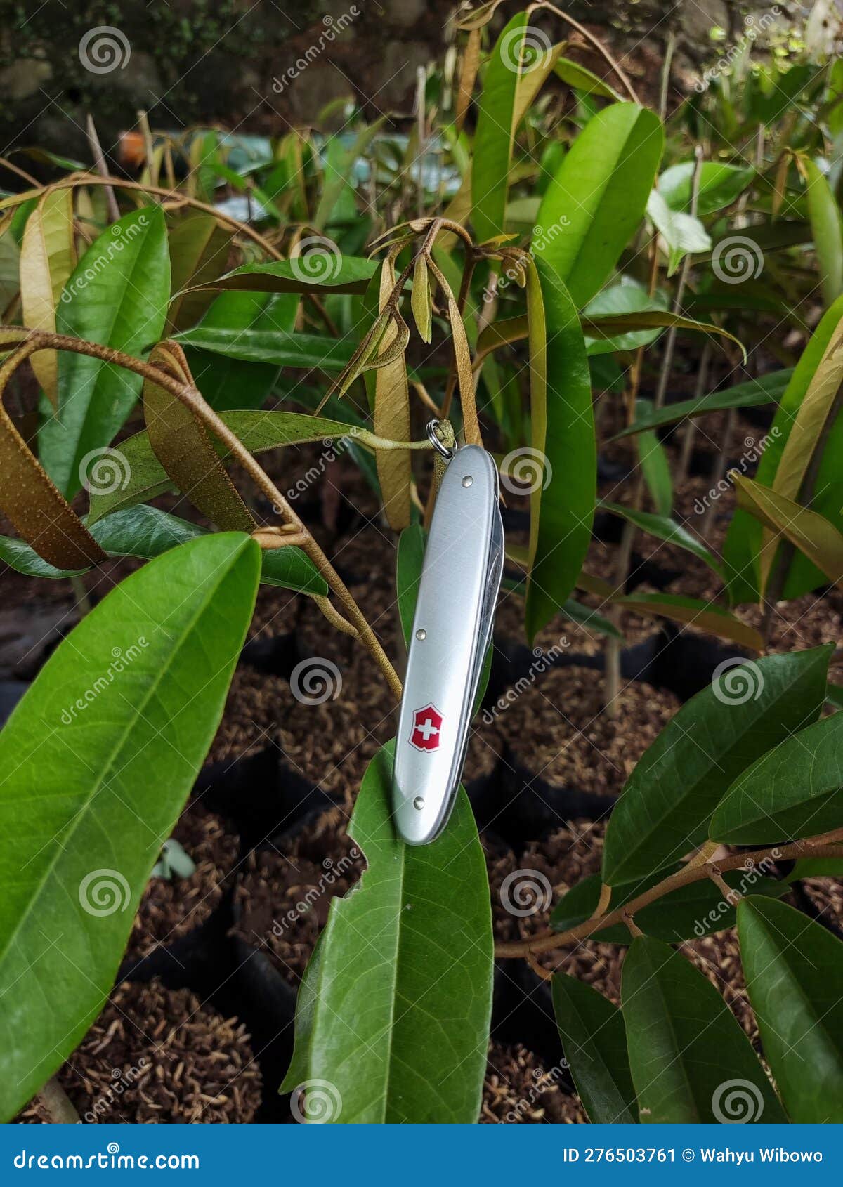 A Sharp Knife To Cut an Object Including Trees and Plant Branches Stock ...