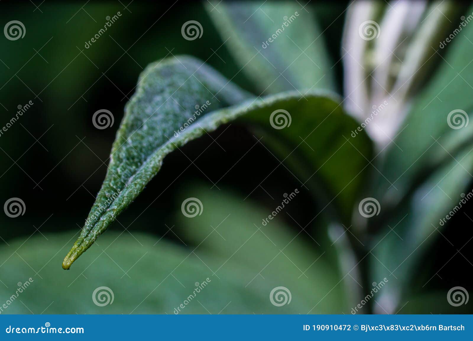 Sharp leaf stock photo. Image of large, detail, close - 190910472