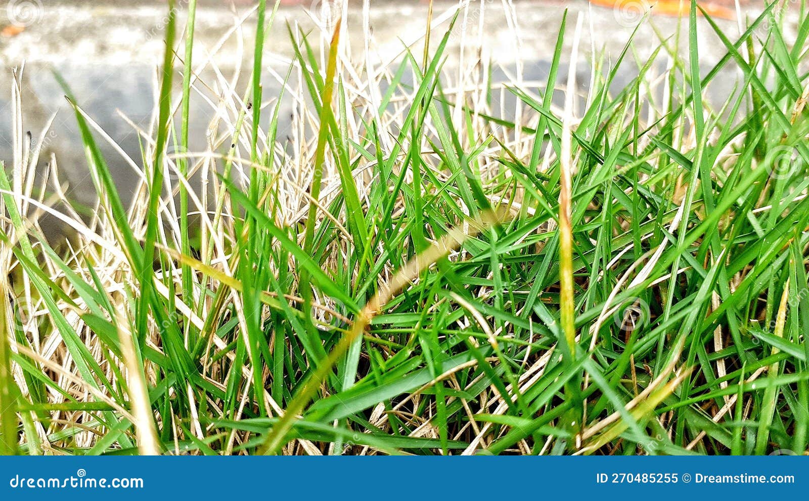 The Sharp Leaf Grass Started To Turn Yellow Stock Image - Image of ...