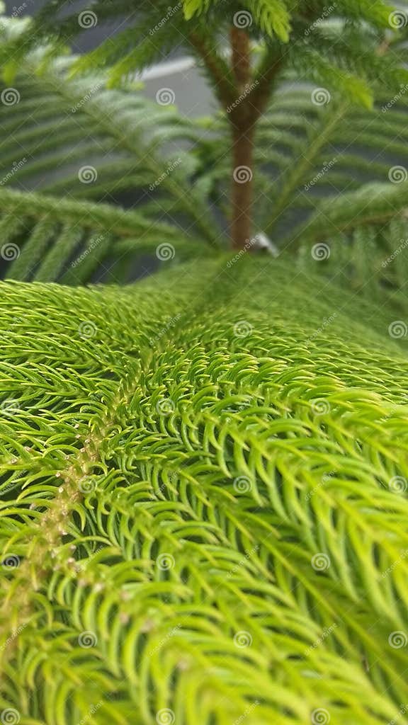 Sharp Leafy Tree stock photo. Image of sharp, hijau - 209211538