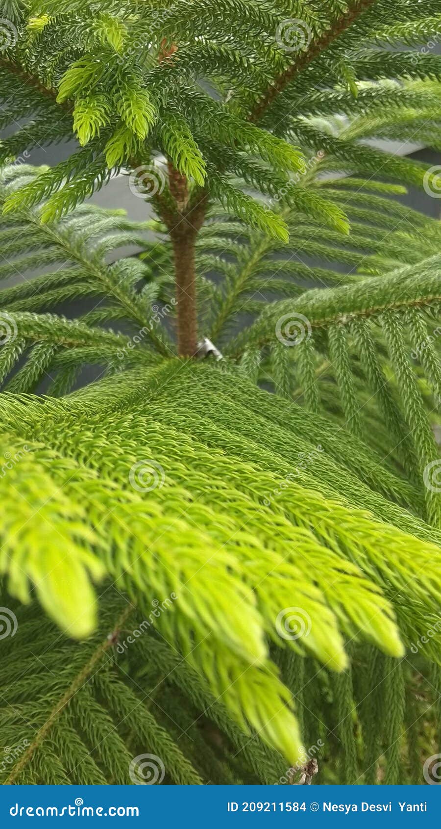 Sharp Leafy Tree stock photo. Image of flower, fern - 209211584