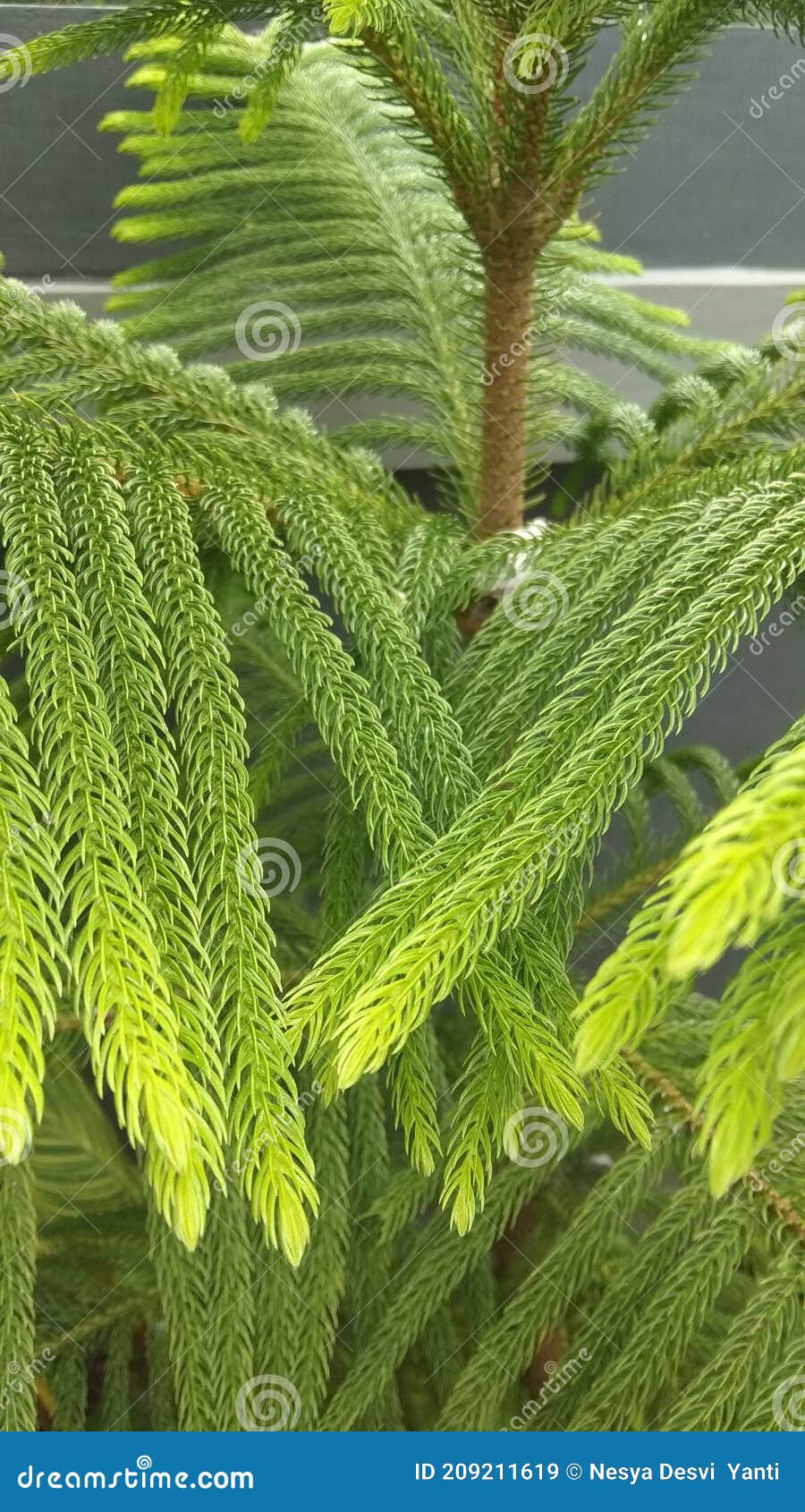 Sharp Leafy Tree stock image. Image of produce, branch - 209211619