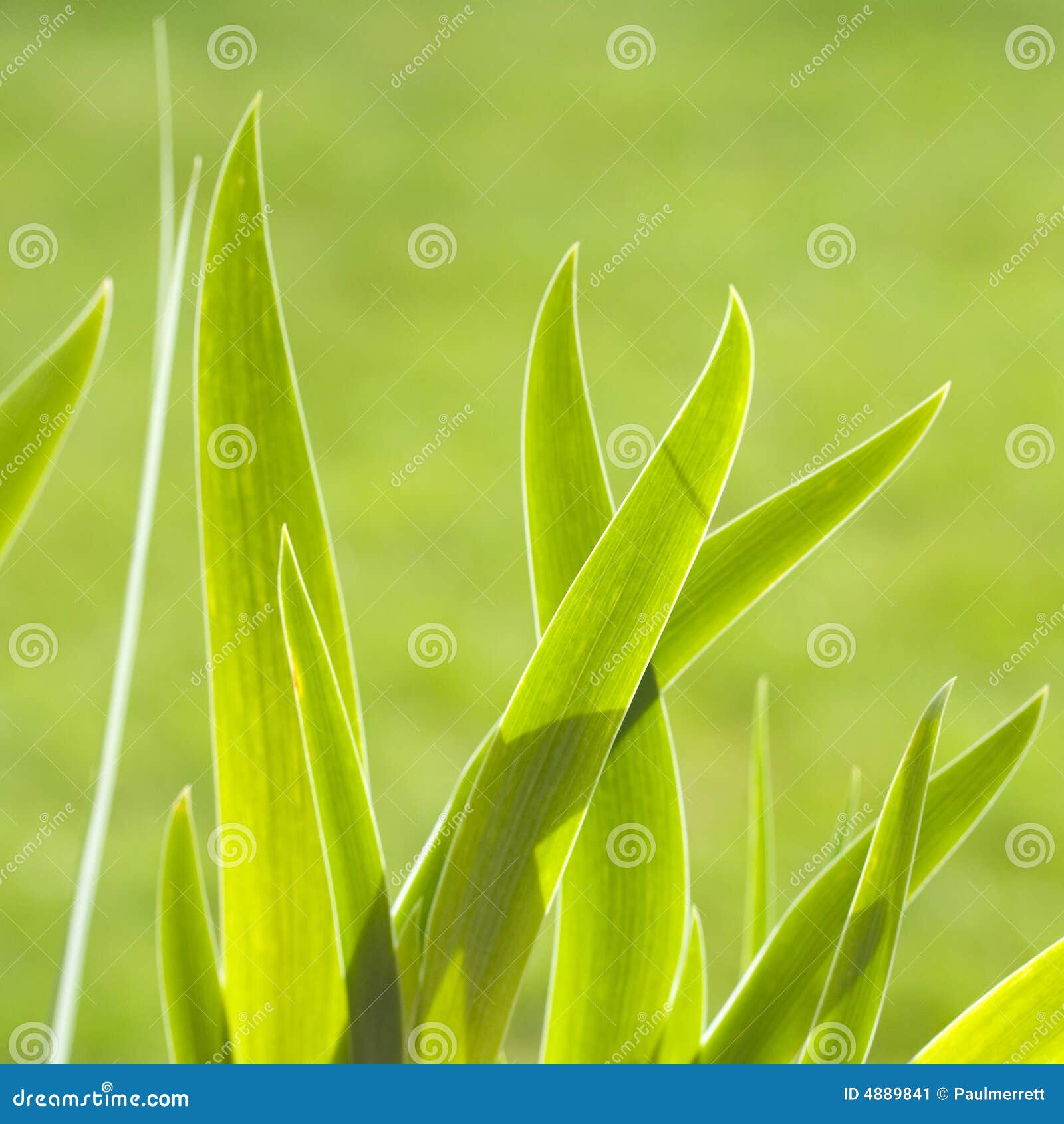 Sharp Leaves Picture. Image: 4889841