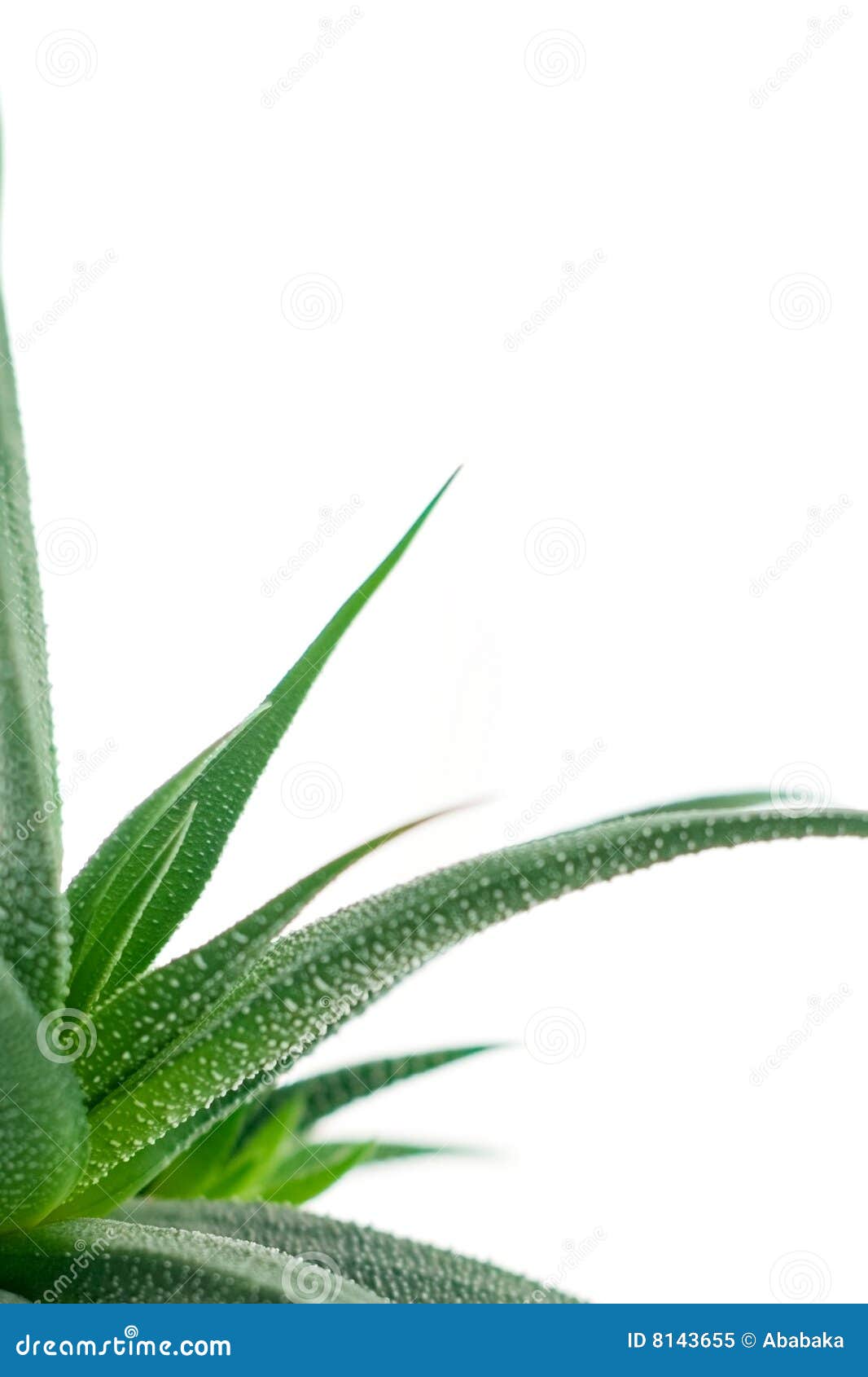 Sharp leaves stock image. Image of desert, heal, clipping - 8143655