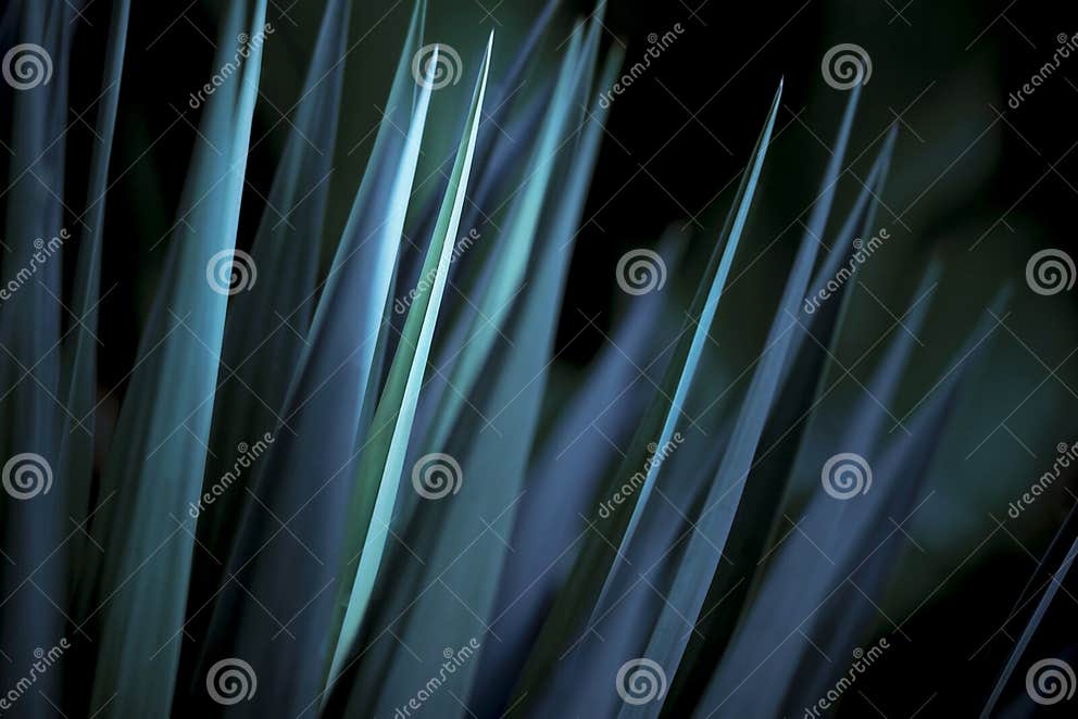 Sharp Leaves Blue Yucca stock image. Image of blur, hostile - 5752779