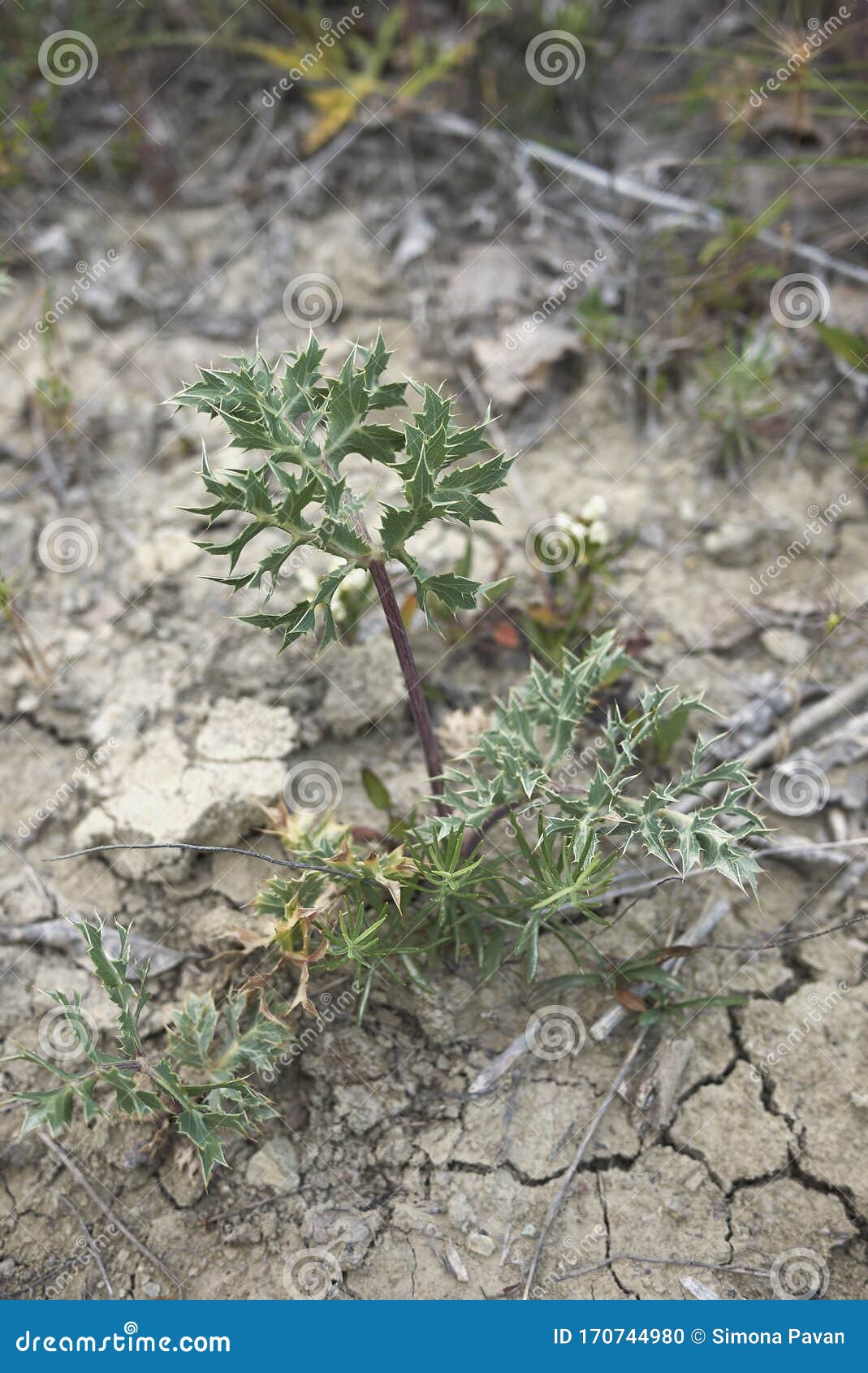 Sharp Leaves of Eryngium Campestre Plant Stock Photo - Image of ...