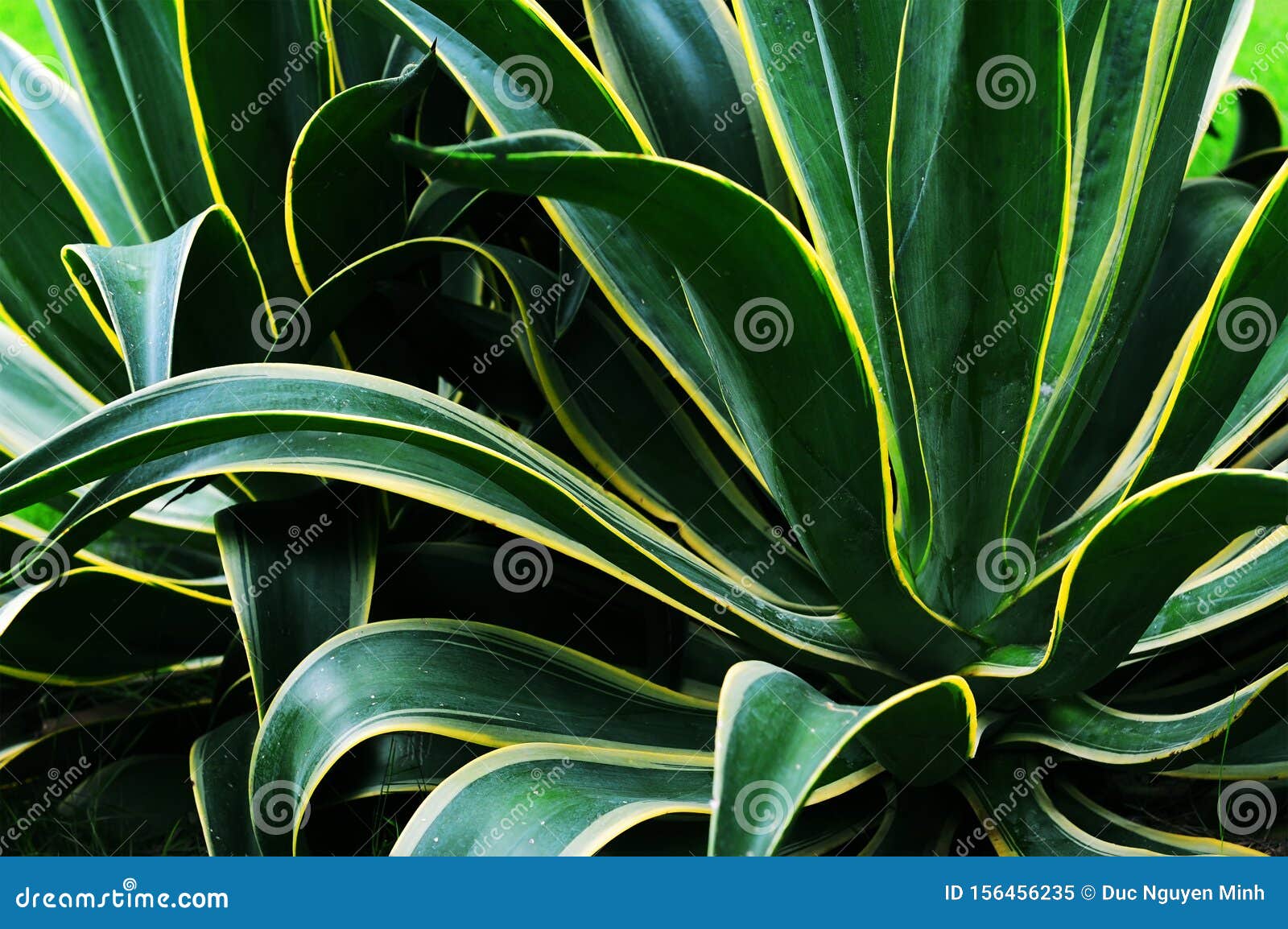 Plants Sharp Leaves Stock Images - Download 1,670 Royalty Free Photos