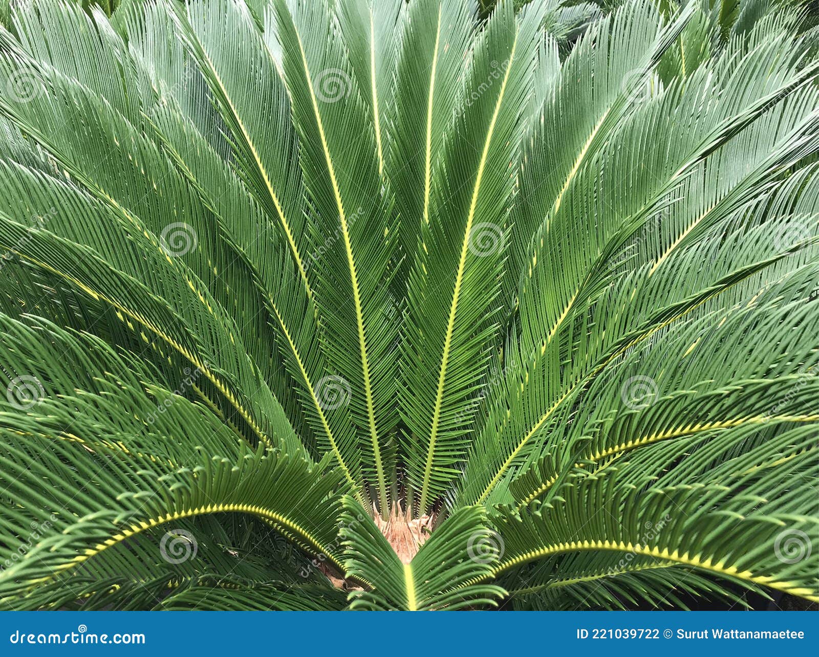 The Sharp Leaves of a Palm Tree Stock Photo - Image of pine, nature ...