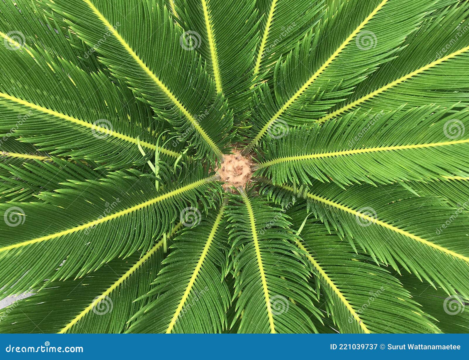 The Sharp Leaves of a Palm Tree Stock Image - Image of palm, bright ...