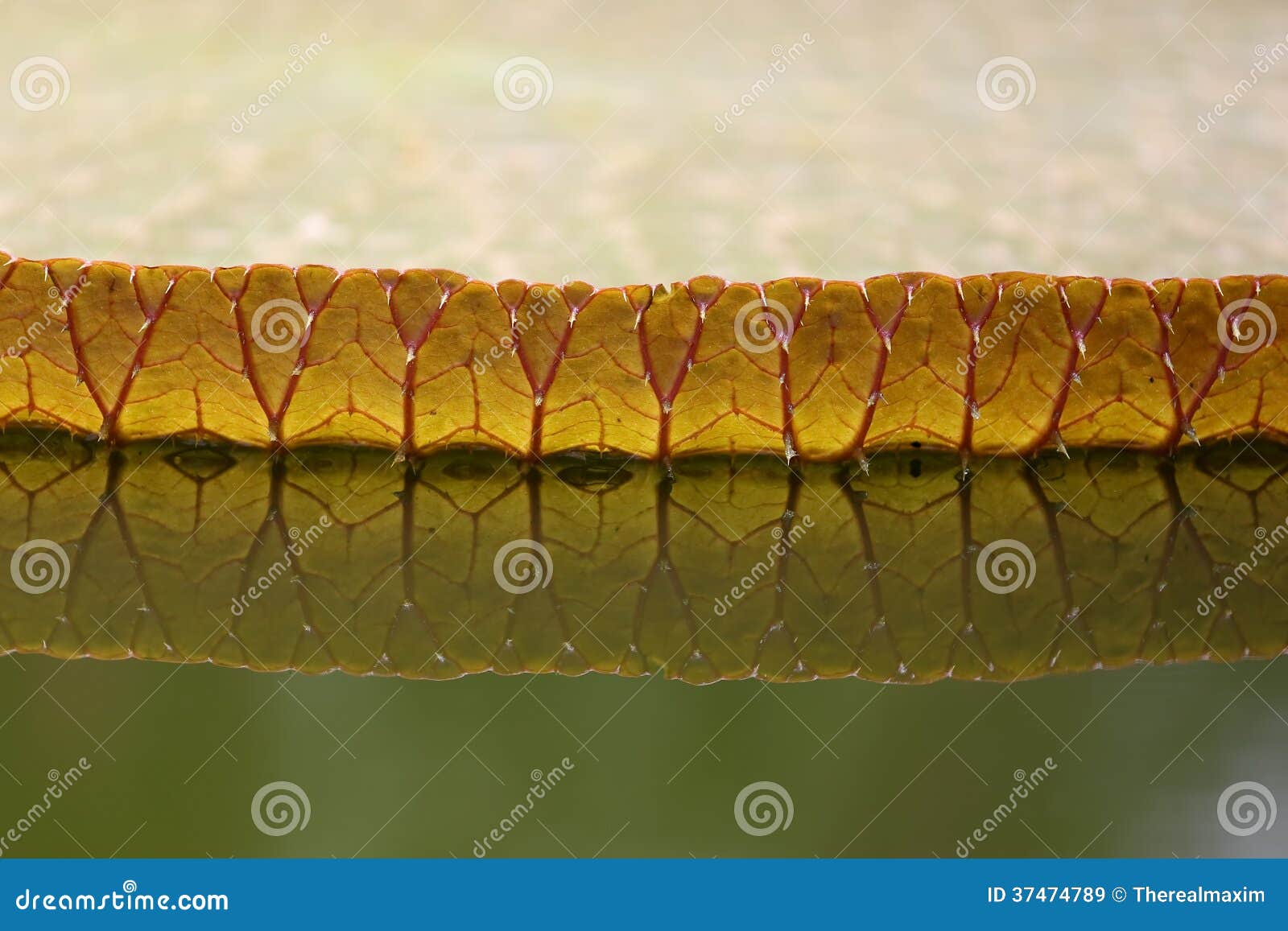 Sharp Lily Pad stock image. Image of swamp, lily, close - 37474789