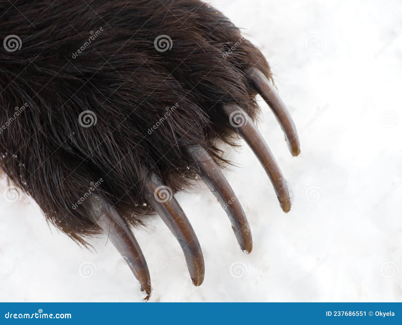 Sharp Bear Trap Stock Photo | CartoonDealer.com #26520486