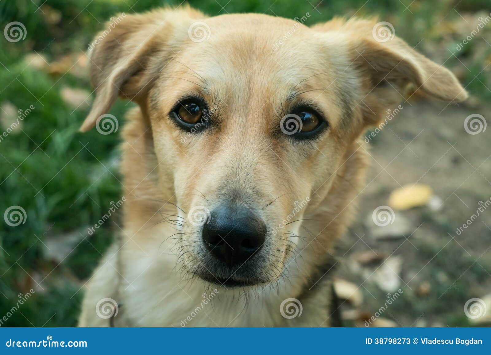 Sharp look stock image. Image of eyes, mammal, canine - 38798273