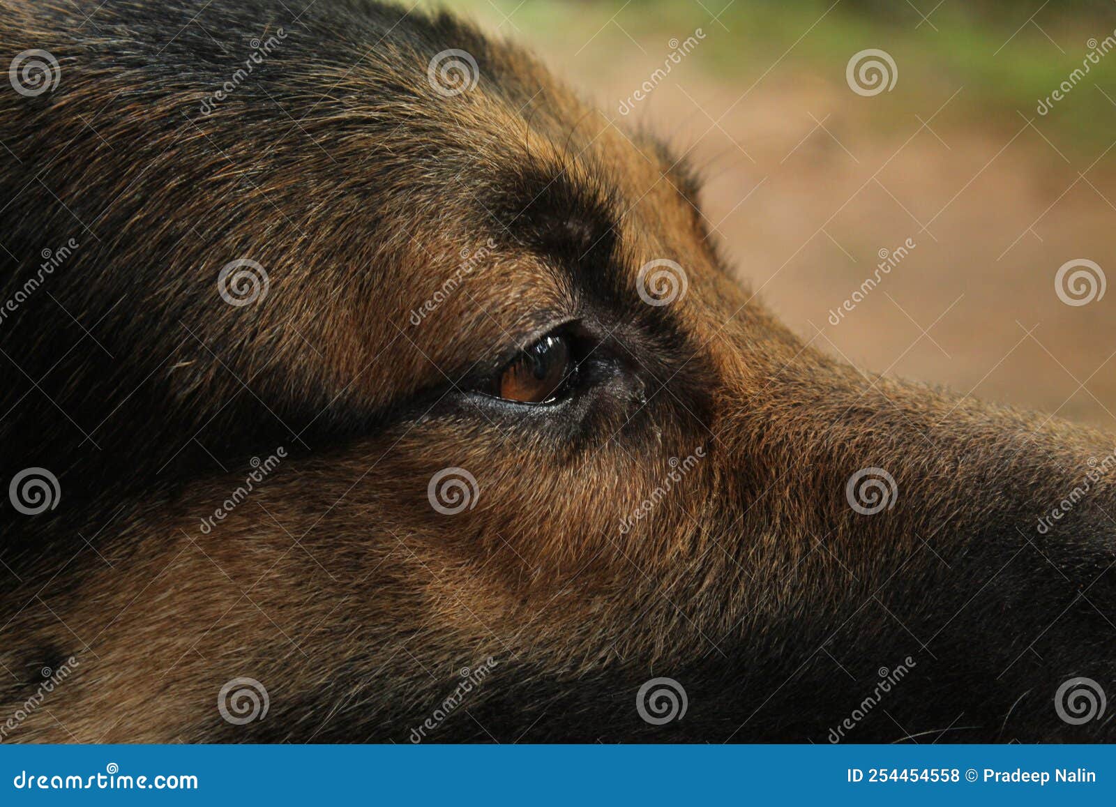 Sharp Look in Dog the Breed of German Shepherd Stock Photo - Image of ...