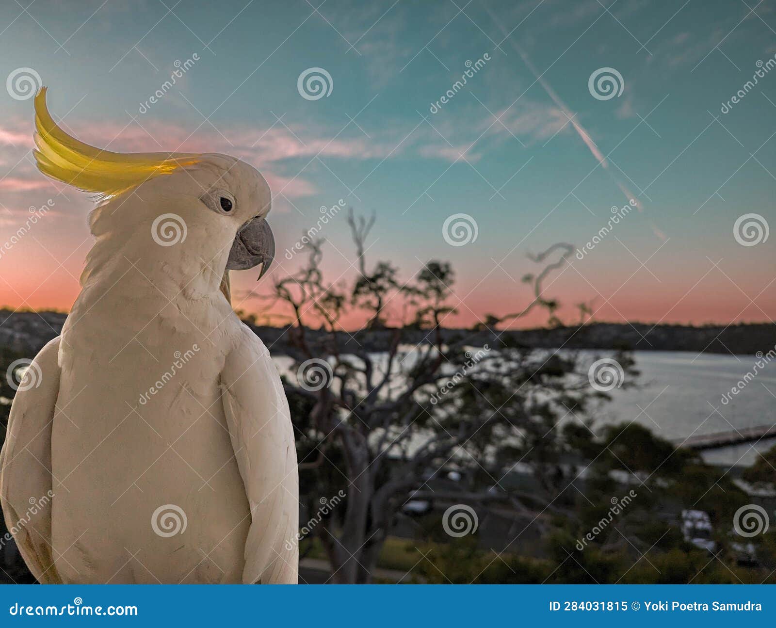 Sharp Looking of Cockatoos Flock Leader Stock Image - Image of ...