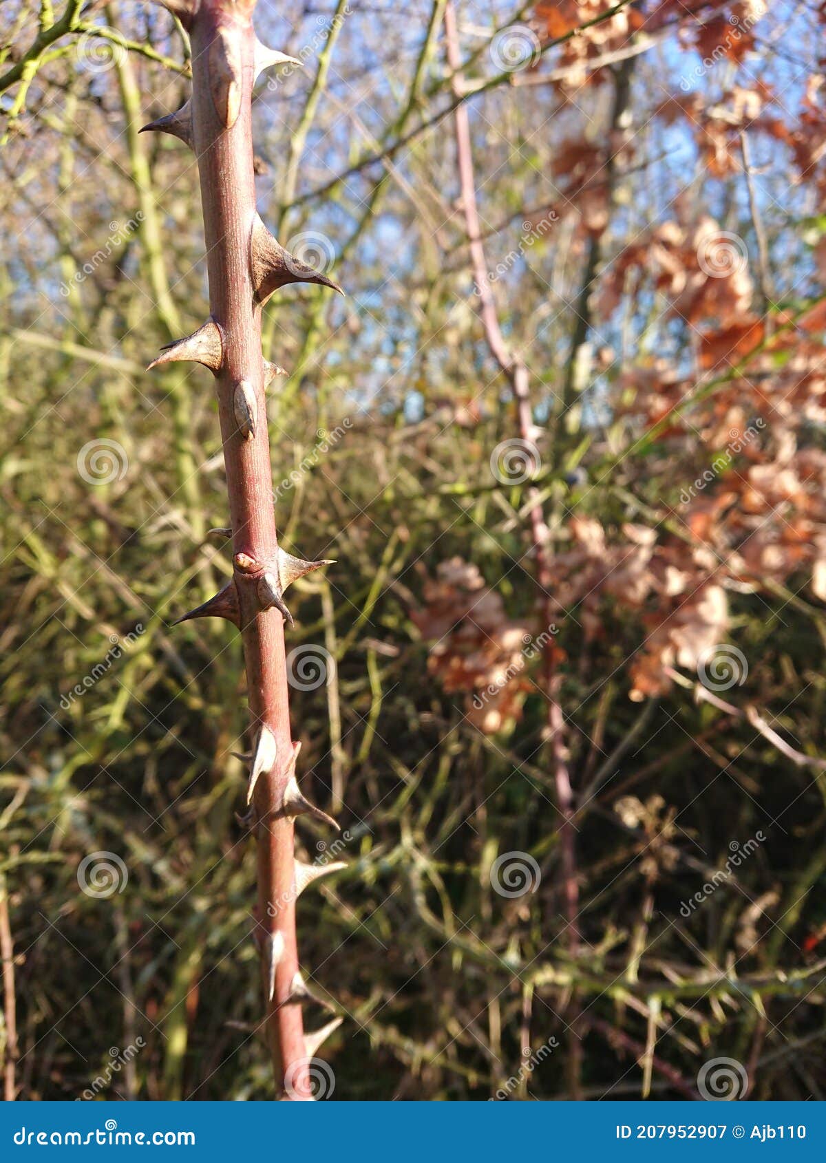 Sharp Menacing Thorns On A Thick Stem Caught Pierced Cut Tear Rip Prick ...