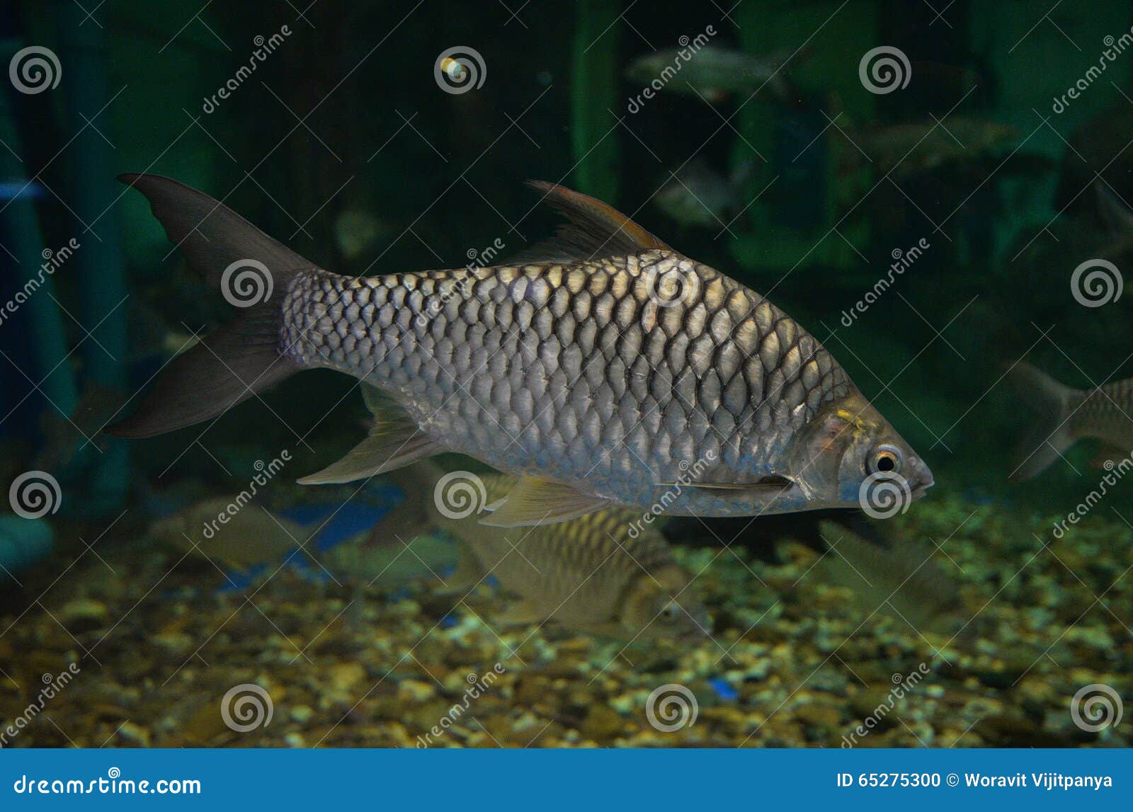 Sharp-mouth barb stock photo. Image of clipping, fresh - 65275300