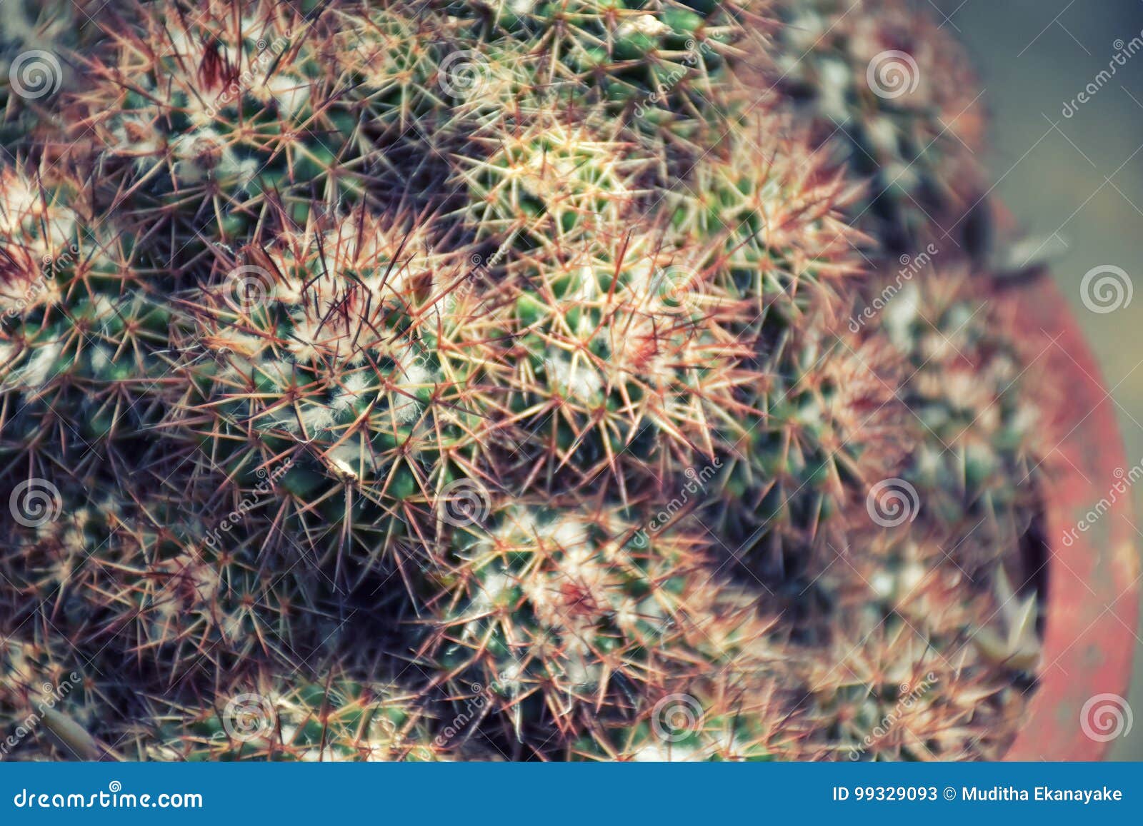 Sharp needle cactus balls stock image. Image of barrel - 99329093