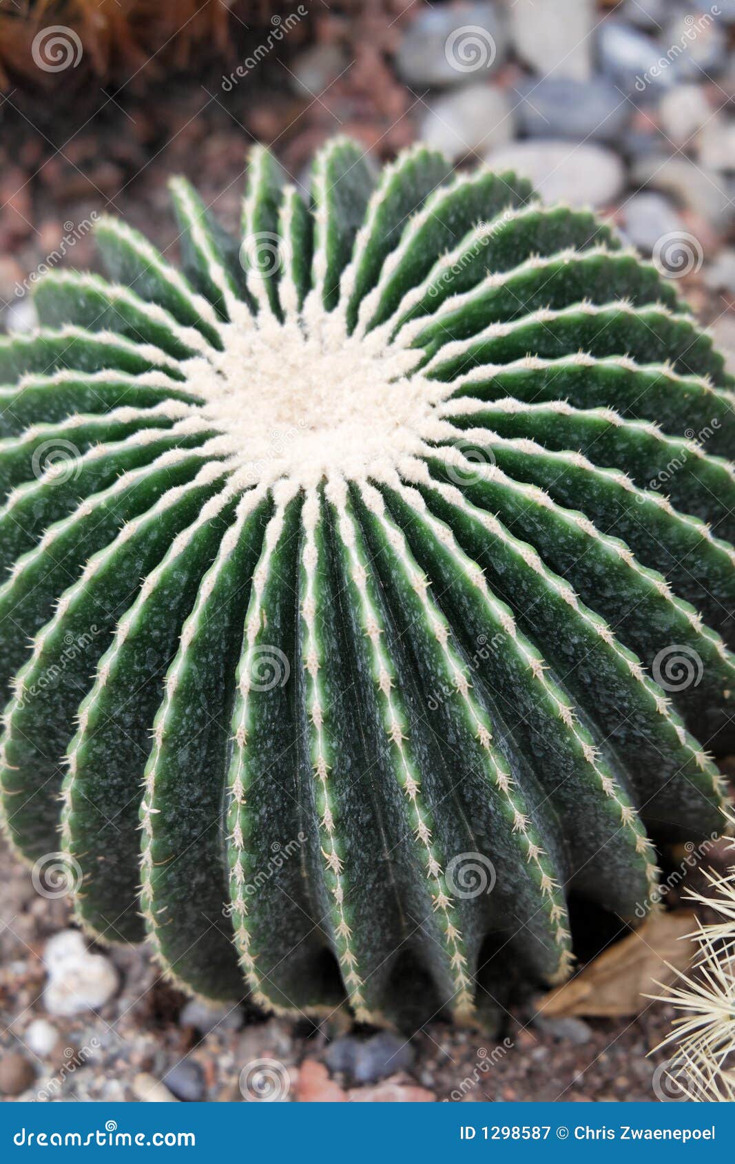 Sharp Needled Cactus Picture. Image: 1298587