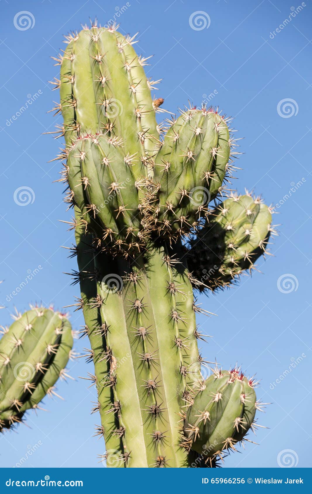 Sharp needles of a Cactus stock photo. Image of needles - 65966256