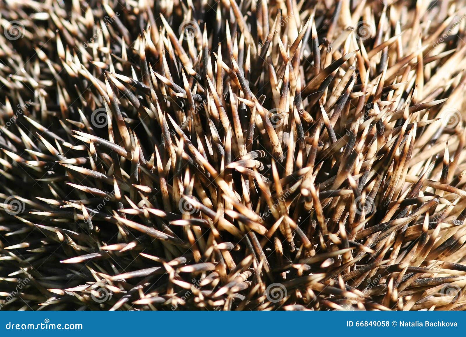 Sharp Needles Masseur In The Form Of A Green Carpet With Metal Spikes ...