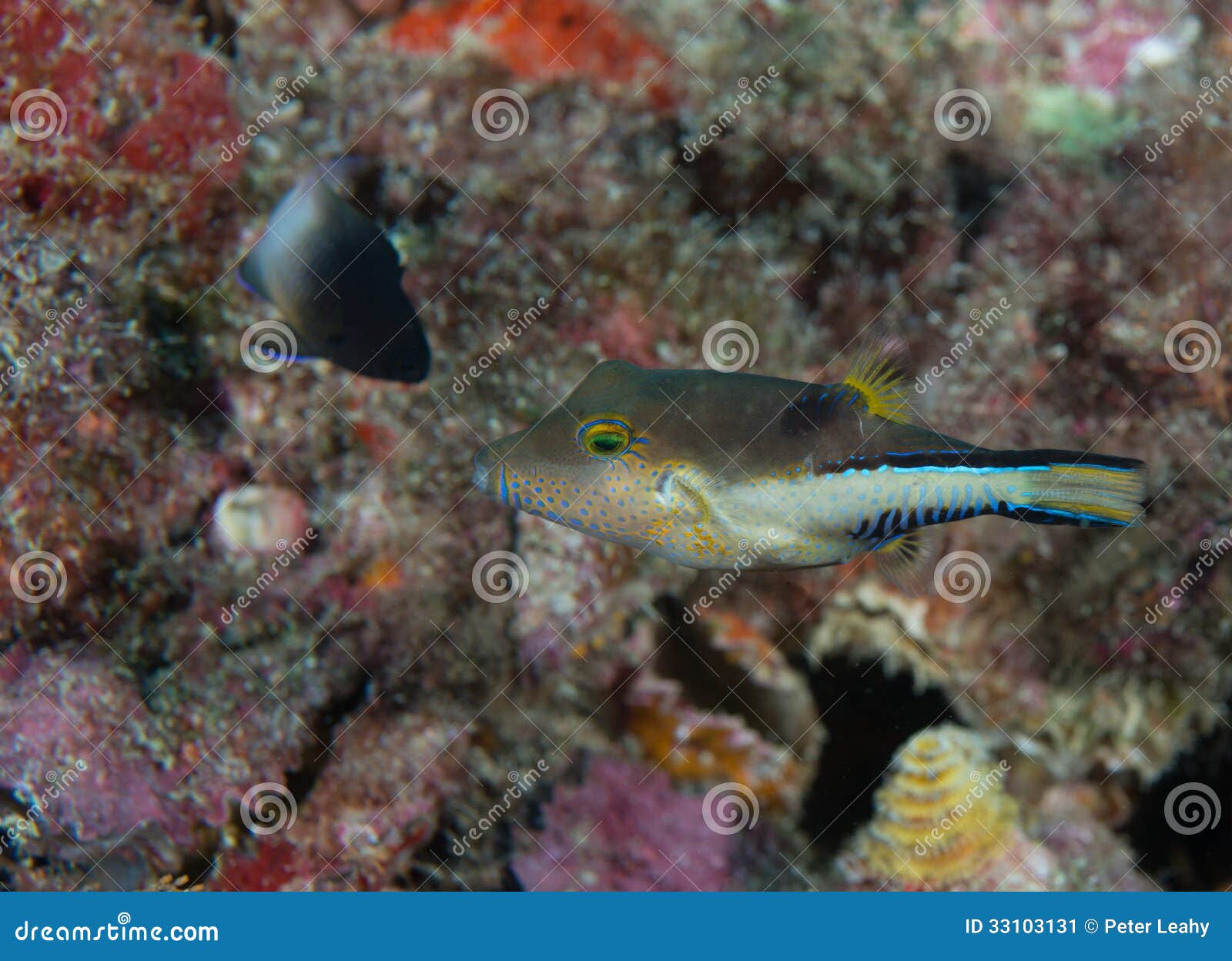 Sharp Nose Puffer on a Reef. Stock Image - Image of polyps, pacific ...