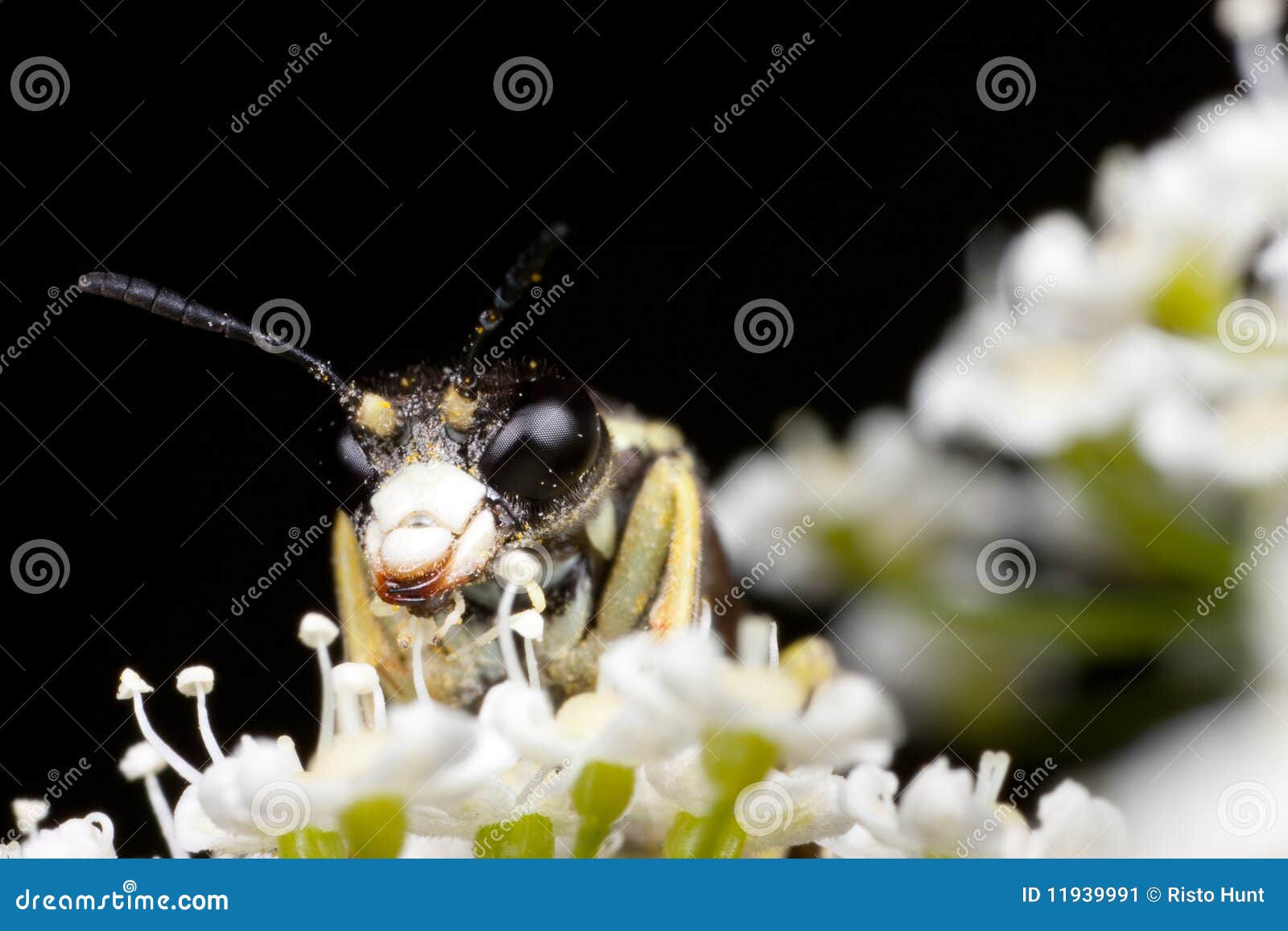 Sharp-nosed Pit Viper, Chinese Moccasin, Deinagkistrodon Acutus ...