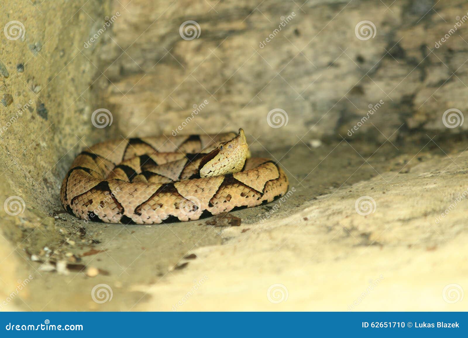Sharp-nosed Pit Viper, Chinese Moccasin, Deinagkistrodon Acutus ...