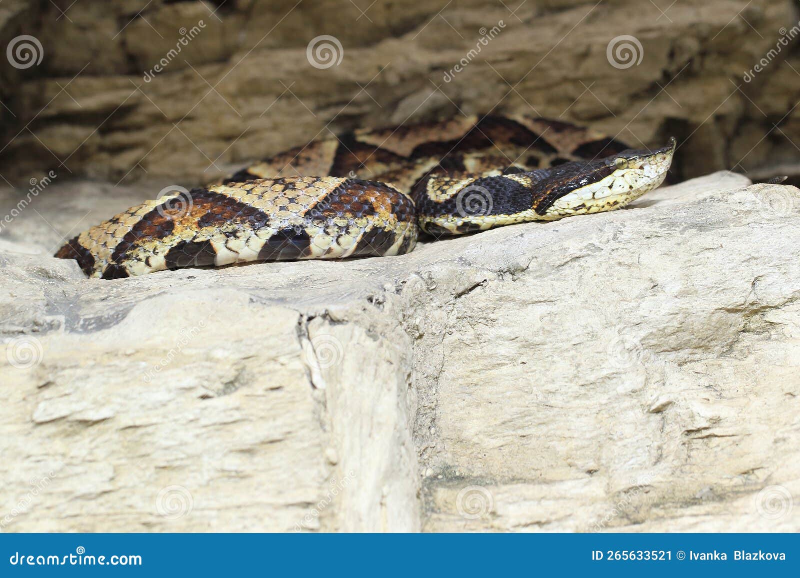 Sharp-nosed Pit Viper, Chinese Moccasin, Deinagkistrodon Acutus ...